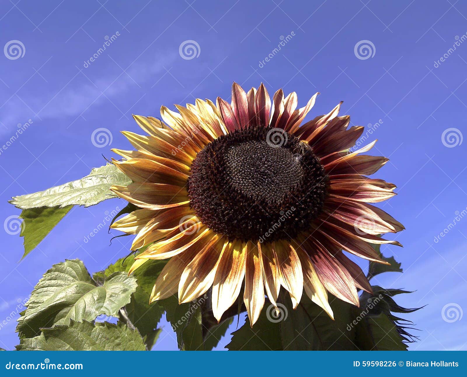 Sunflower stock photo. Image of four, dark, leaf, botanical - 59598226