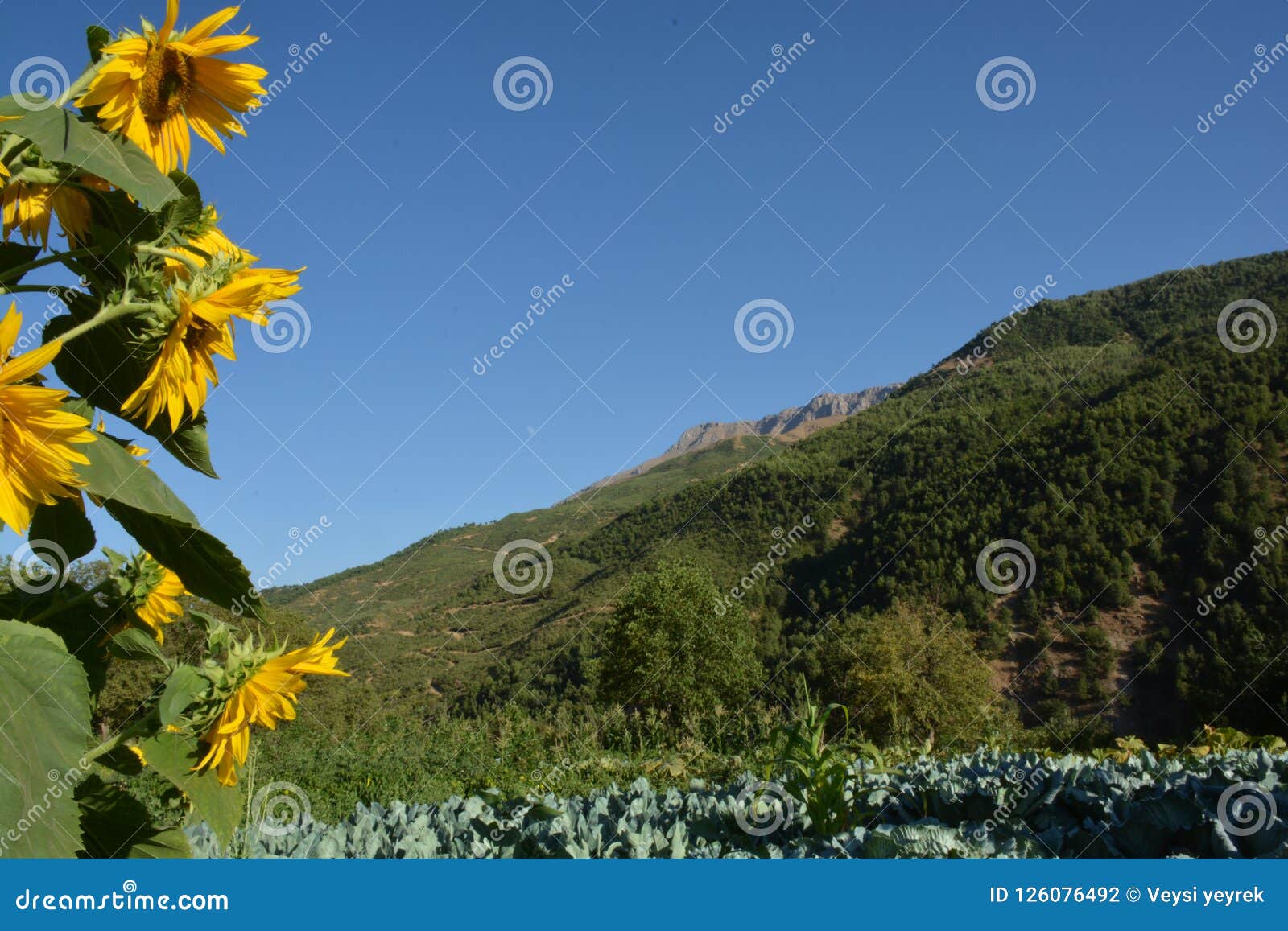 Sunflower stock photo. Image of nature, dark, turkey - 126076492