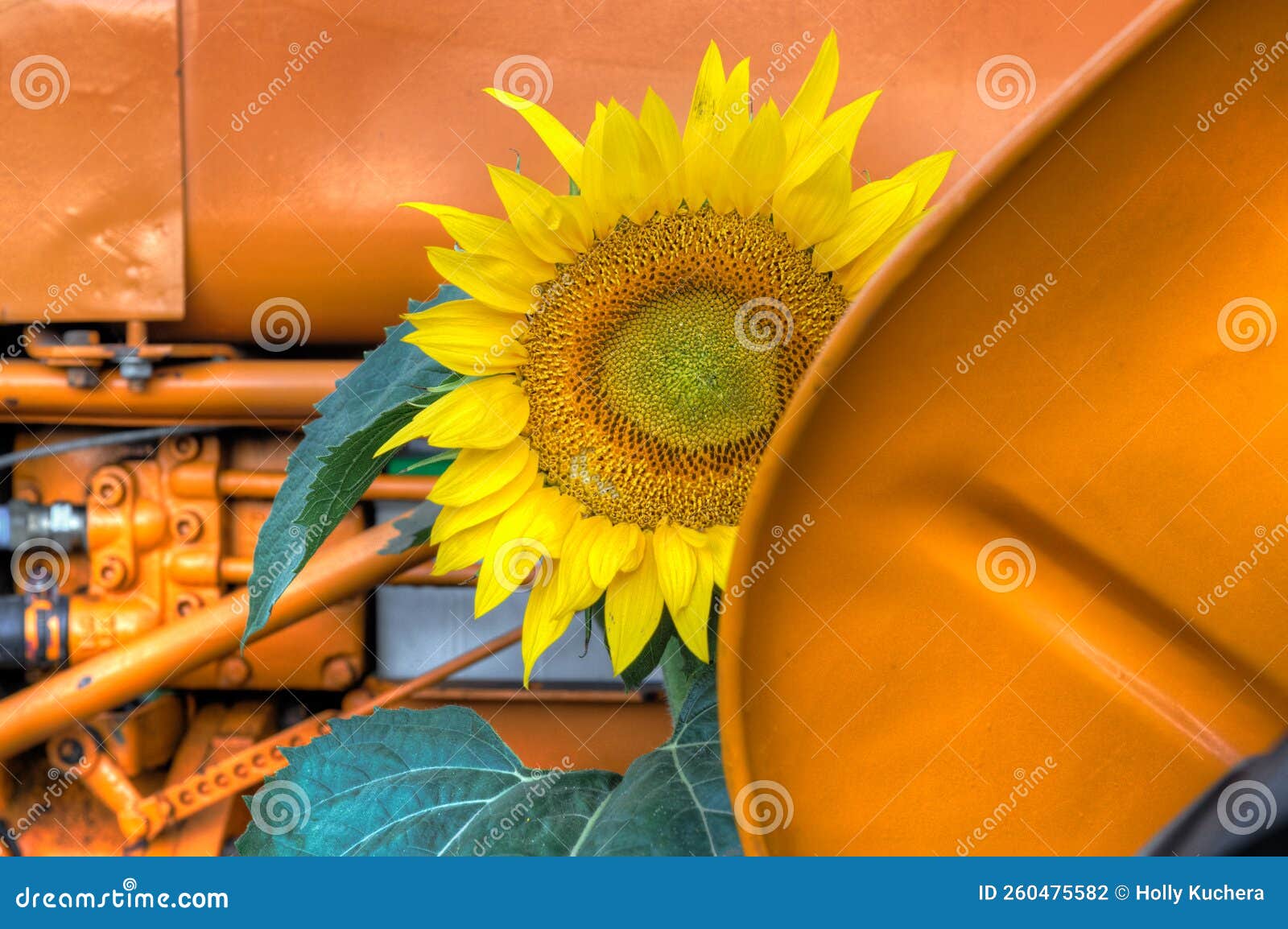 Sunflower Nestled in Orange Tractor Stock Photo - Image of bright, farm ...
