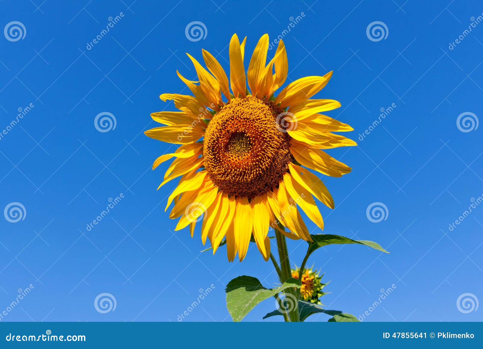 Sunflower stock image. Image of flowers, happy, flower - 47855641