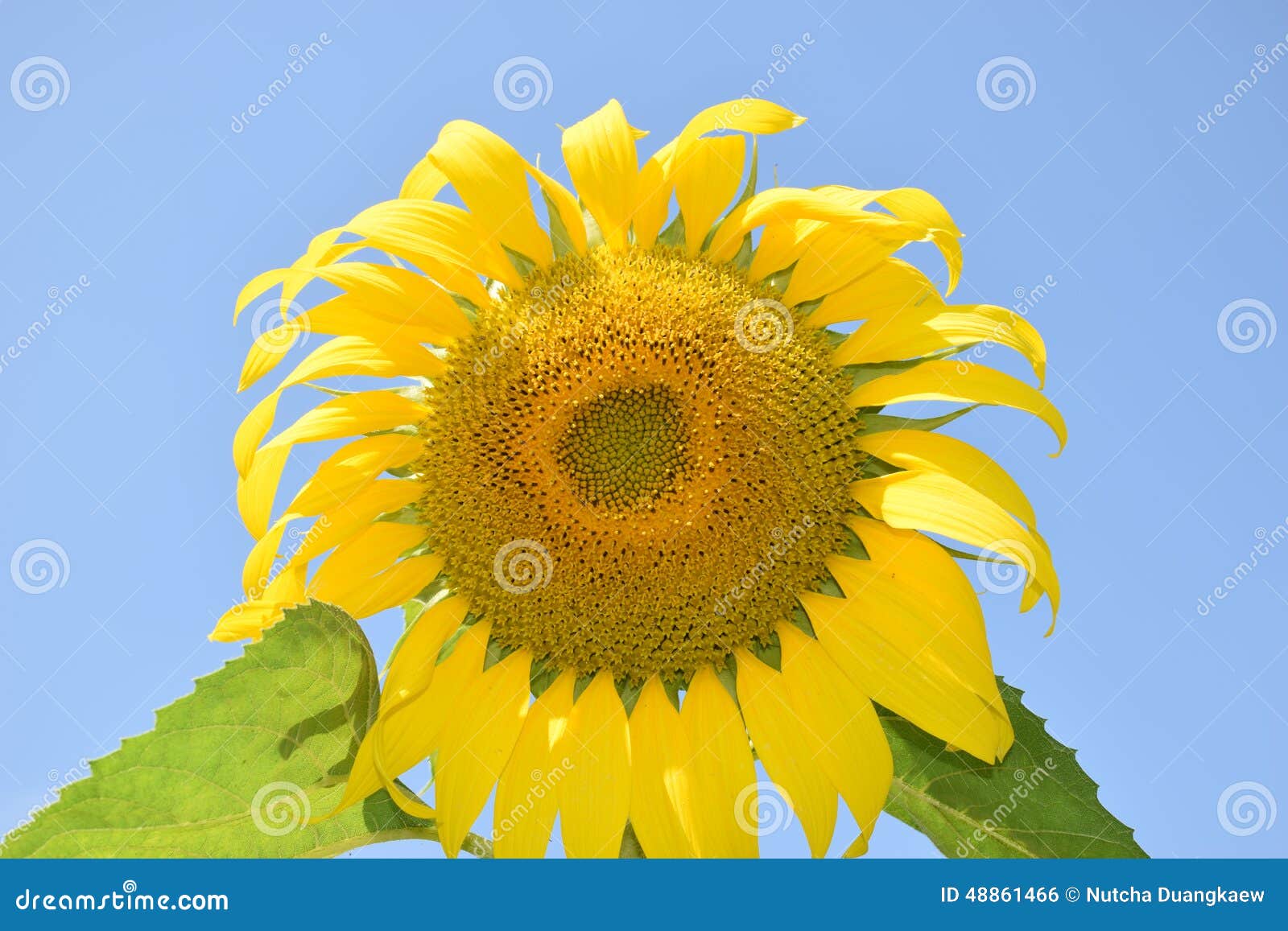 Sunflower stock photo. Image of yellow, carpel, blue - 48861466