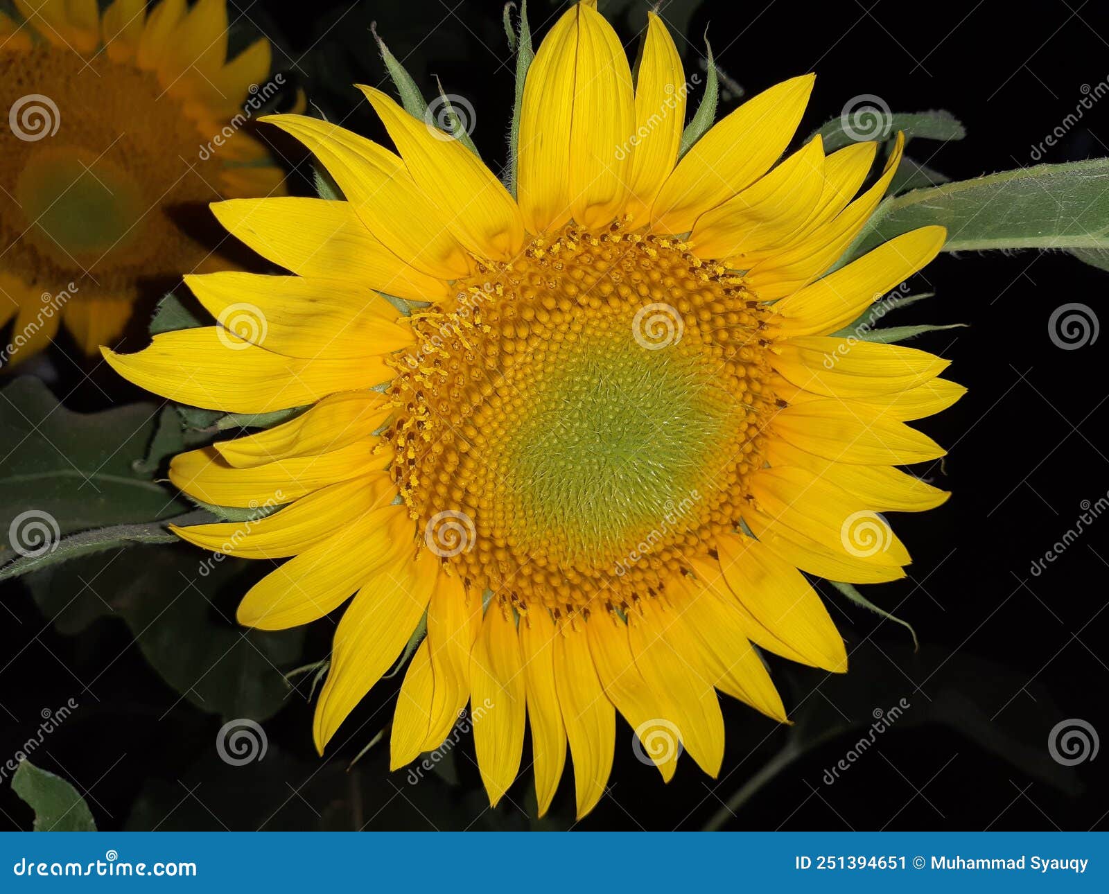 Sunflower at night stock image. Image of beautiful, nature - 251394651
