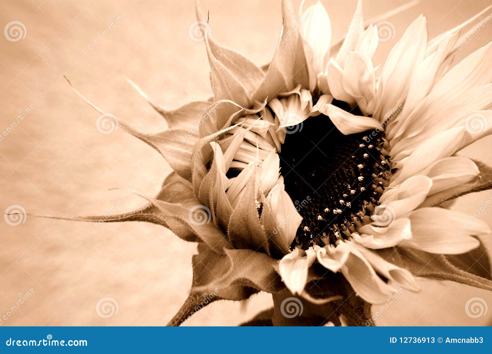 Sunflower opening stock image. Image of garden, blooming - 12736913