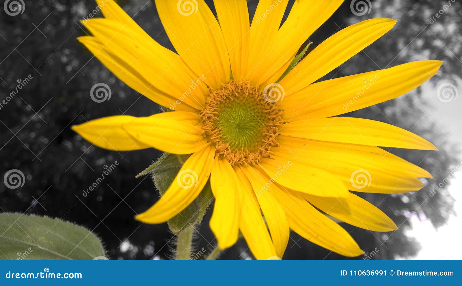 Sunflower Opening Her Petals Stock Image - Image of plants, tropical ...