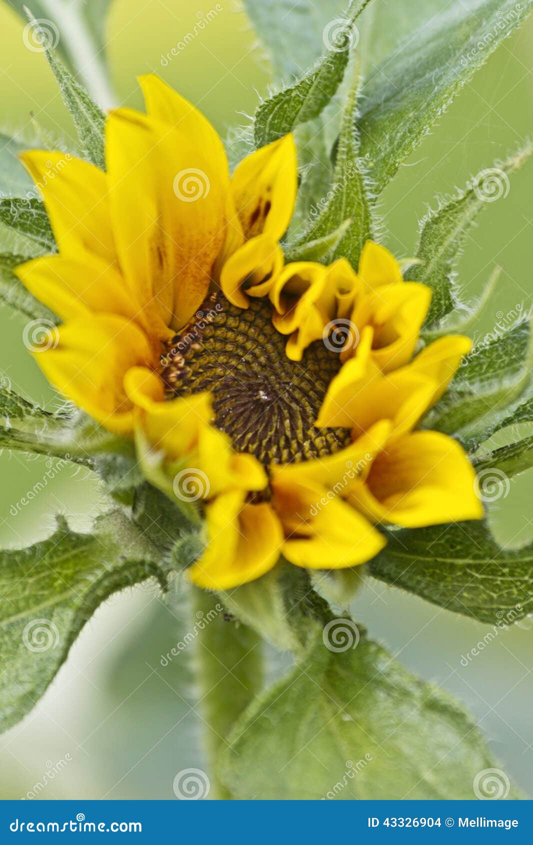 Sunflower opening stock photo. Image of small, wild, sunflower - 43326904