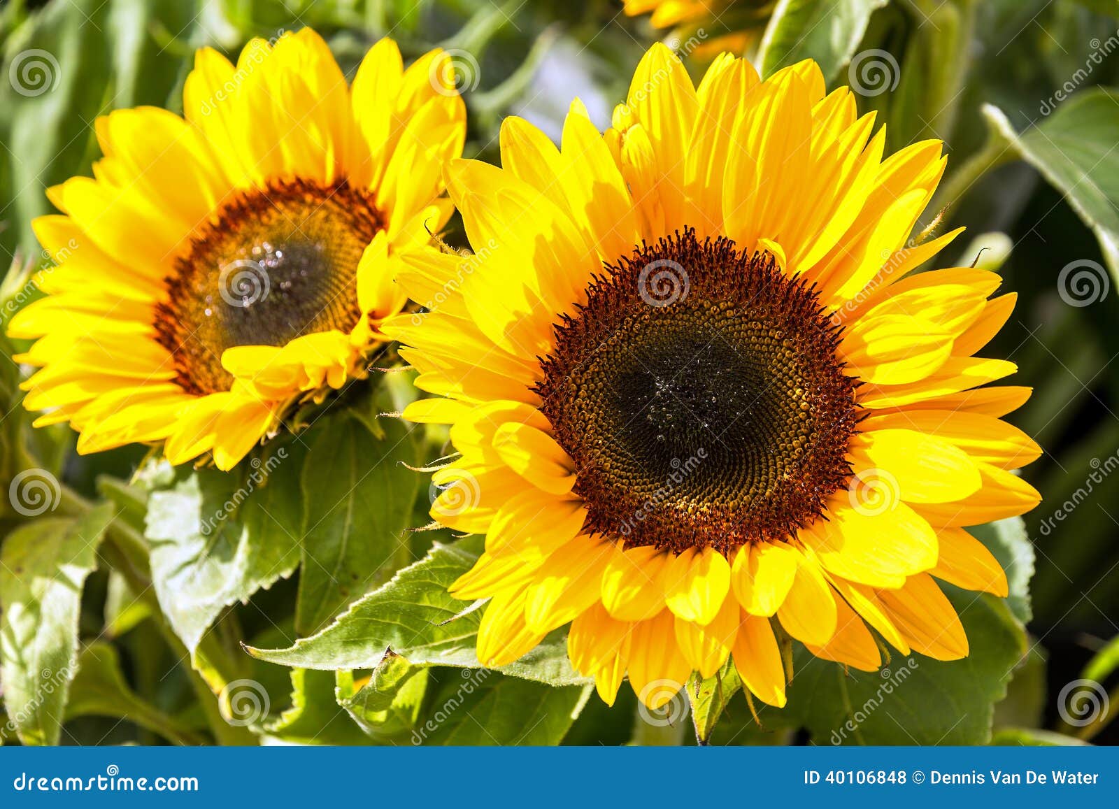 Sunflower pair stock photo. Image of closeup, plant, sunflower - 40106848