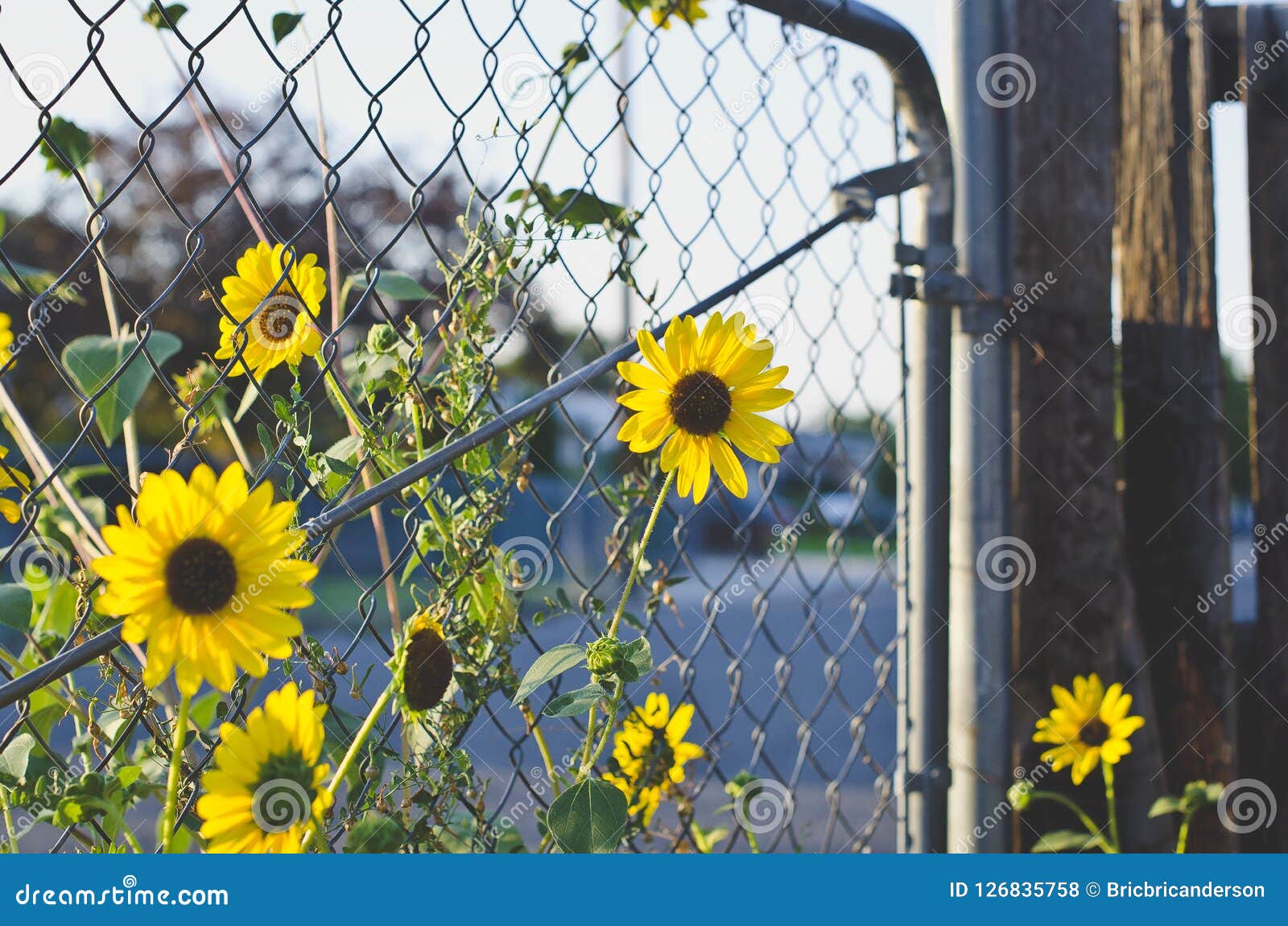 The Sunflower Patch Along the Chain Linked Fence Stock Photo - Image of ...