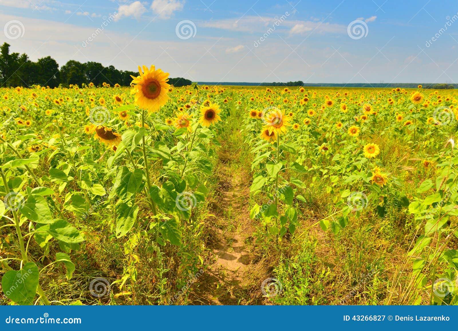 Sunflower path stock image. Image of land, landscape - 43266827
