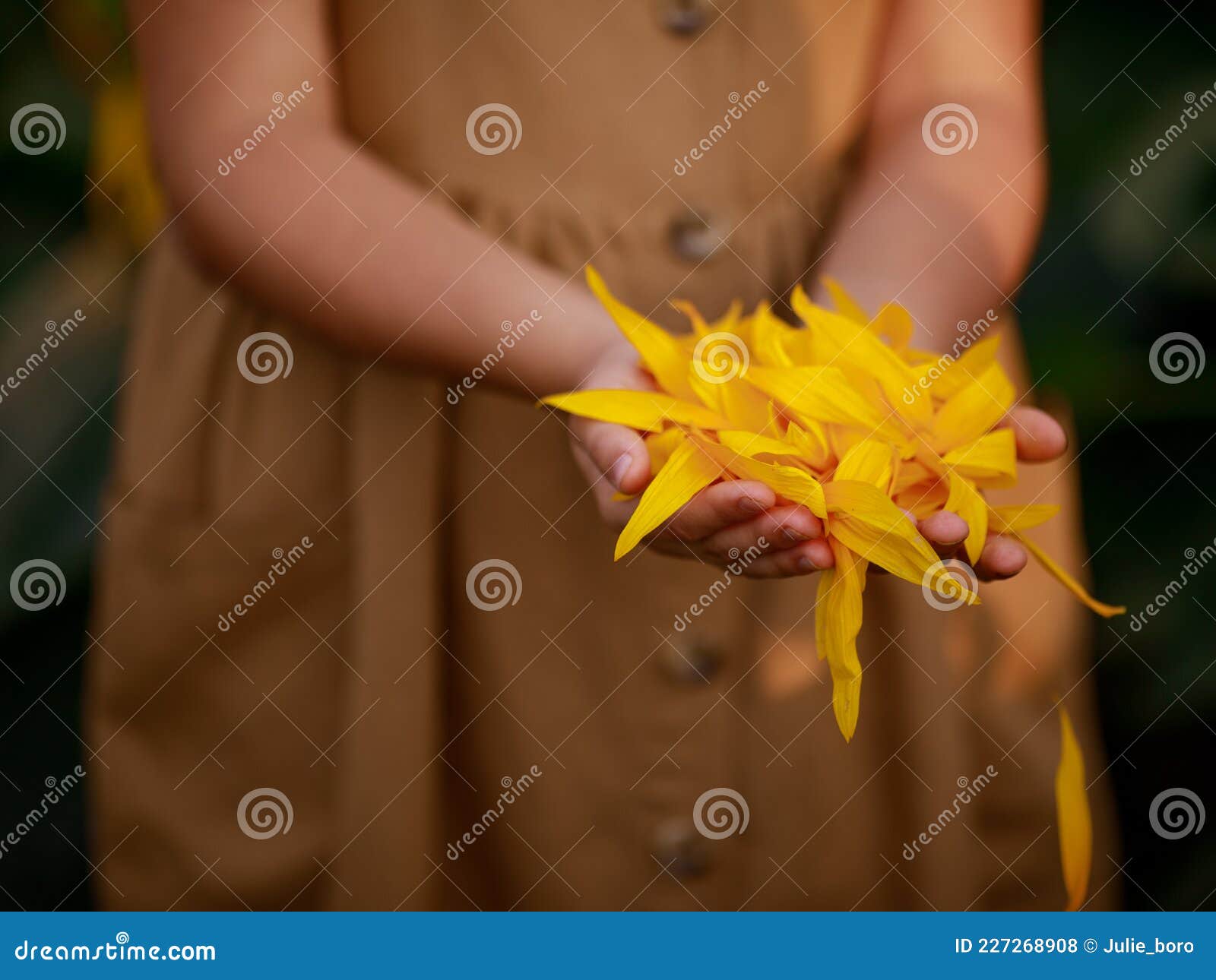 Sunflower Petals in a Handful of a Girl Stock Photo - Image of teen ...