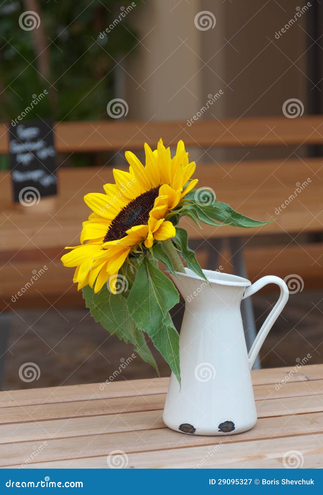 Sunflower in Pitcher on the Table. Stock Image - Image of appearance ...