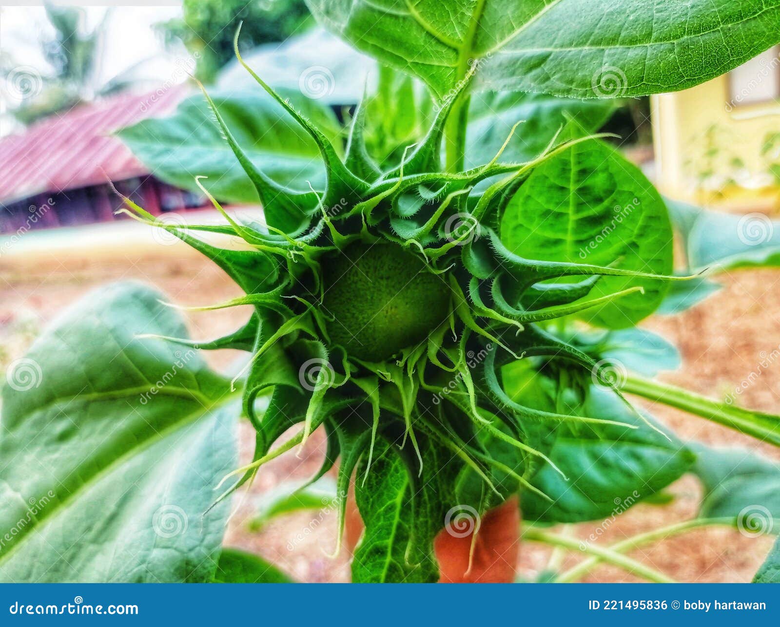 Sunflower Plant that Has Not Bloomed Stock Photo - Image of fruit ...
