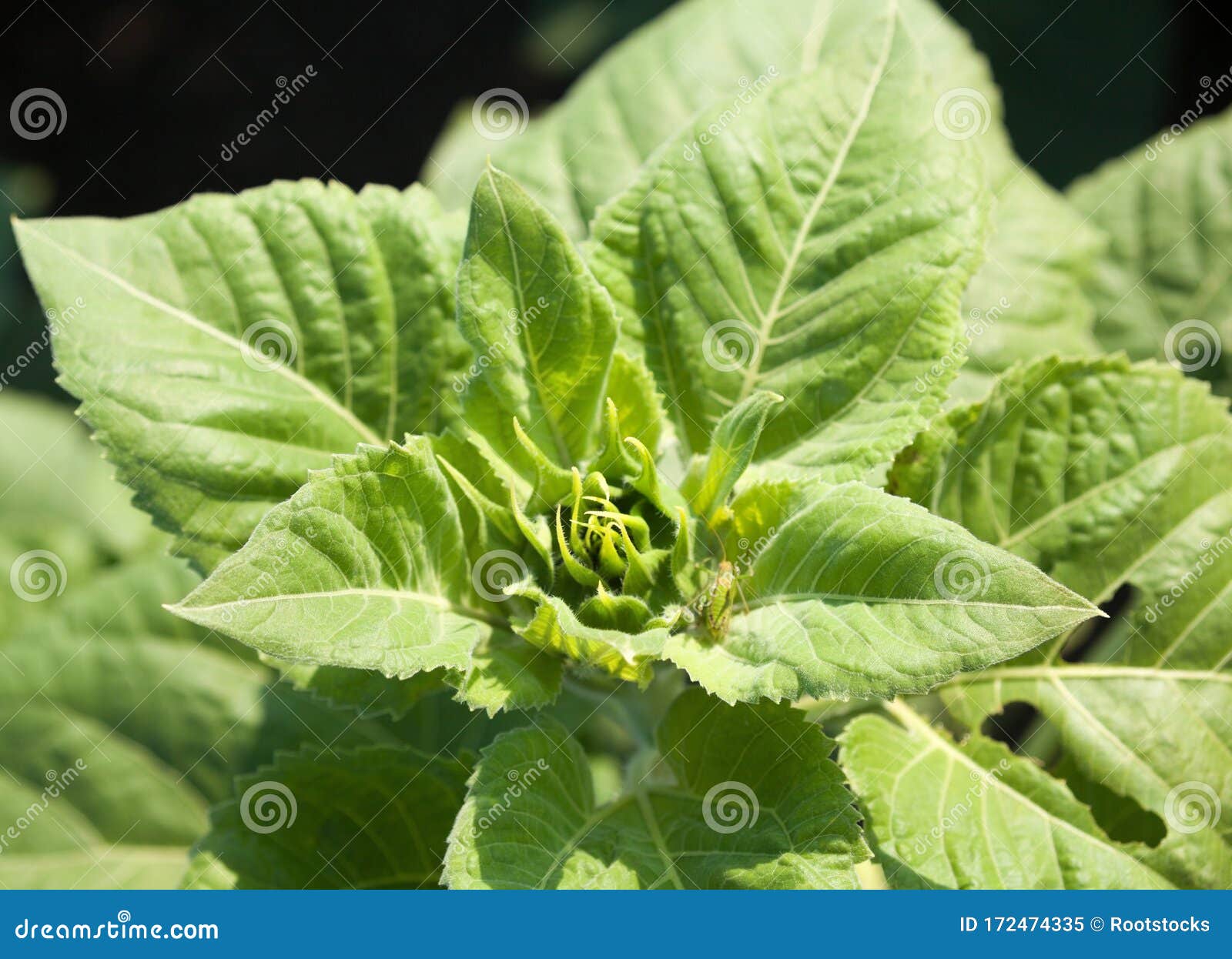 Sunflower plant opening stock image. Image of abstract - 172474335