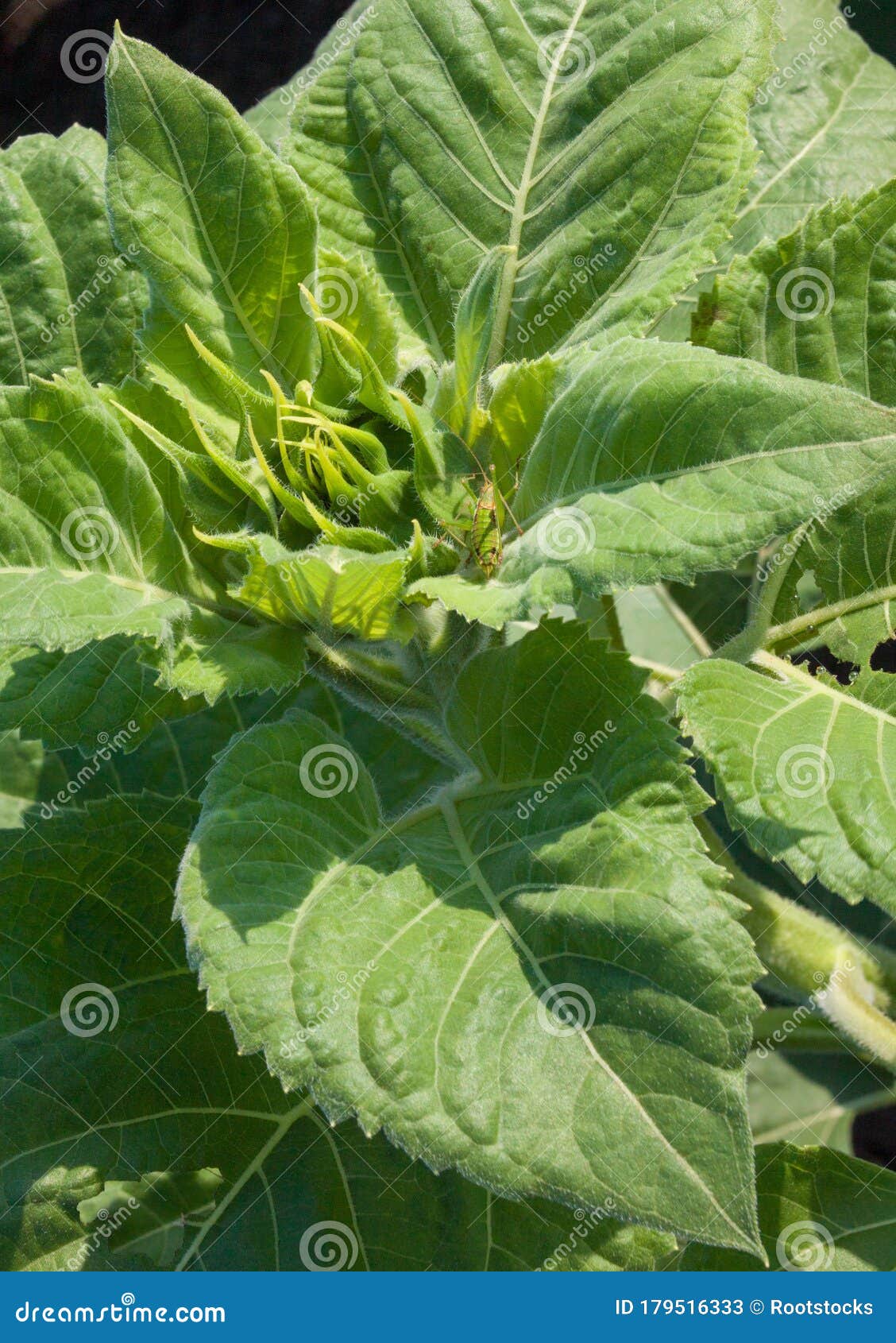 Sunflower plant opening stock image. Image of field - 179516333