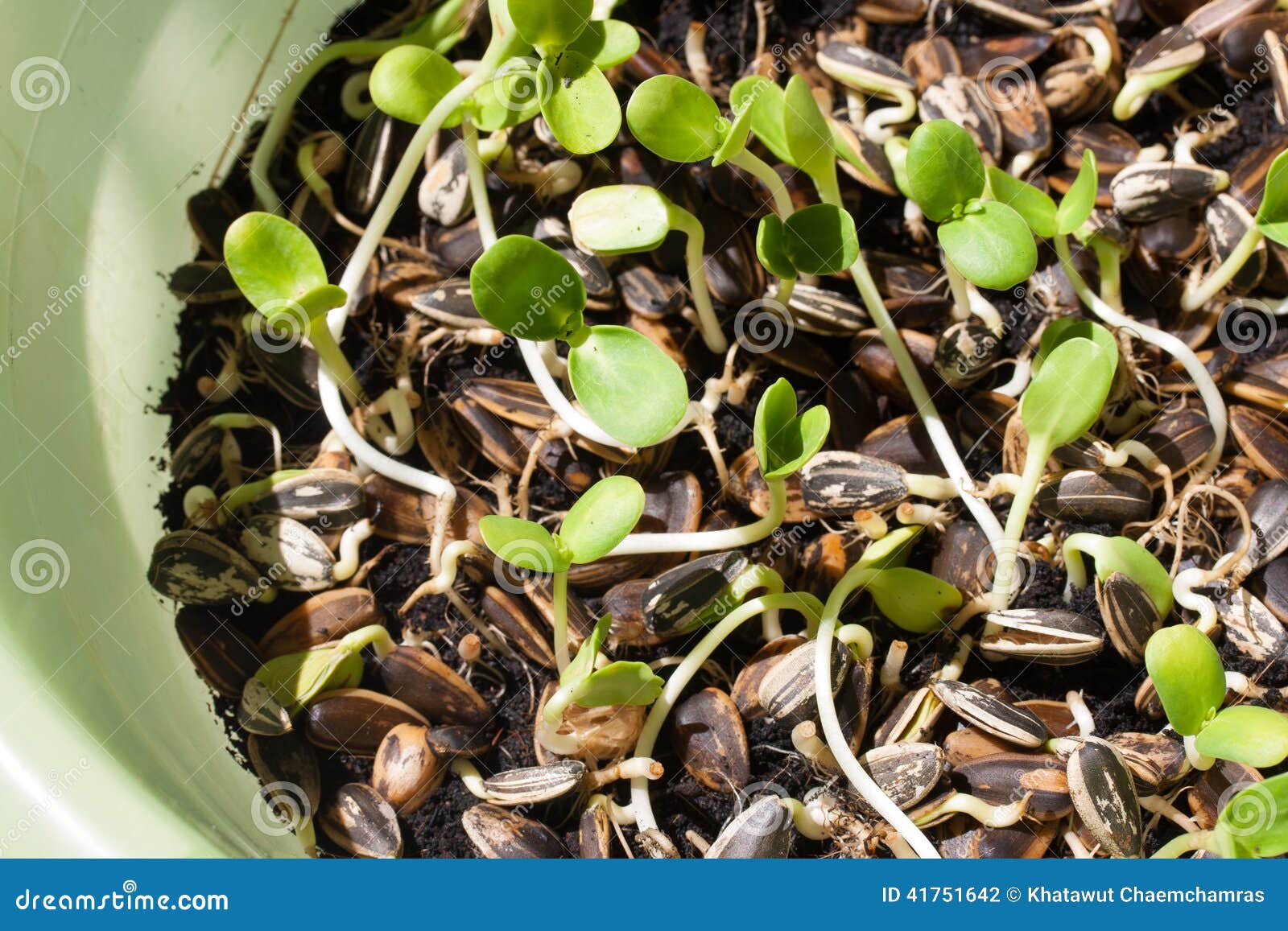 Sunflower Plant Sprouts Germinating Stock Photo - Image of plant ...