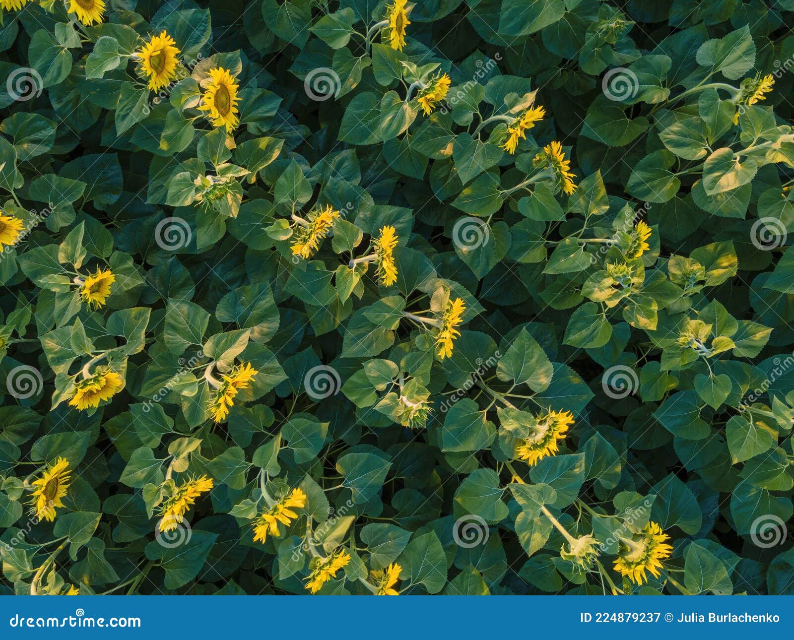 Sunflower Plants from Above Stock Image - Image of bright, landscape ...