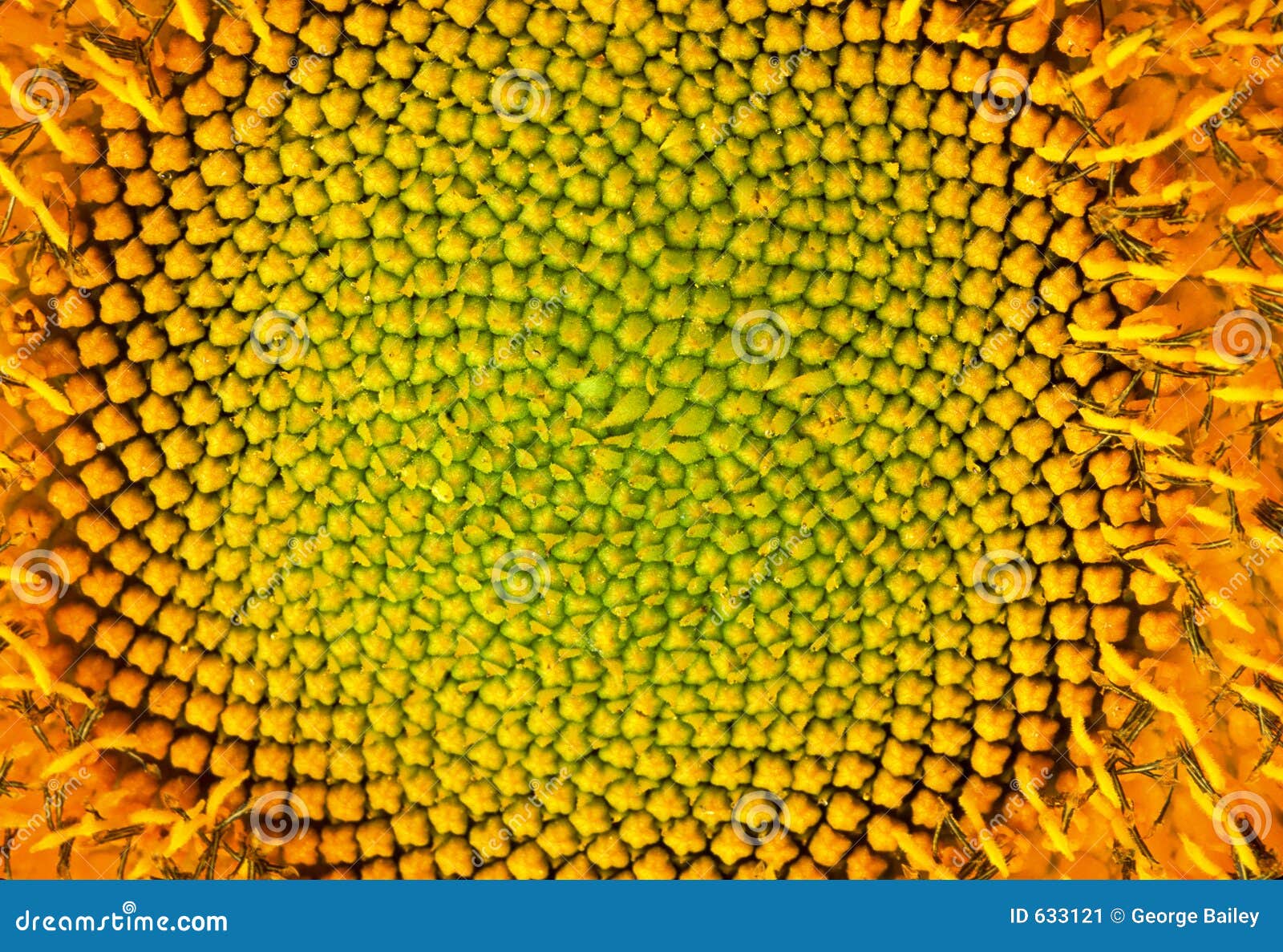 Sunflower Pod stock image. Image of macro, sunflowers, flower - 633121