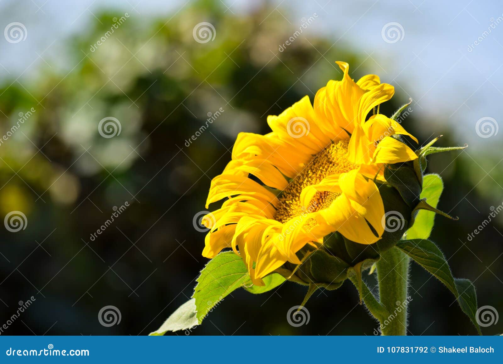 Sunflower in Point stock photo. Image of unique, shakeel - 107831792
