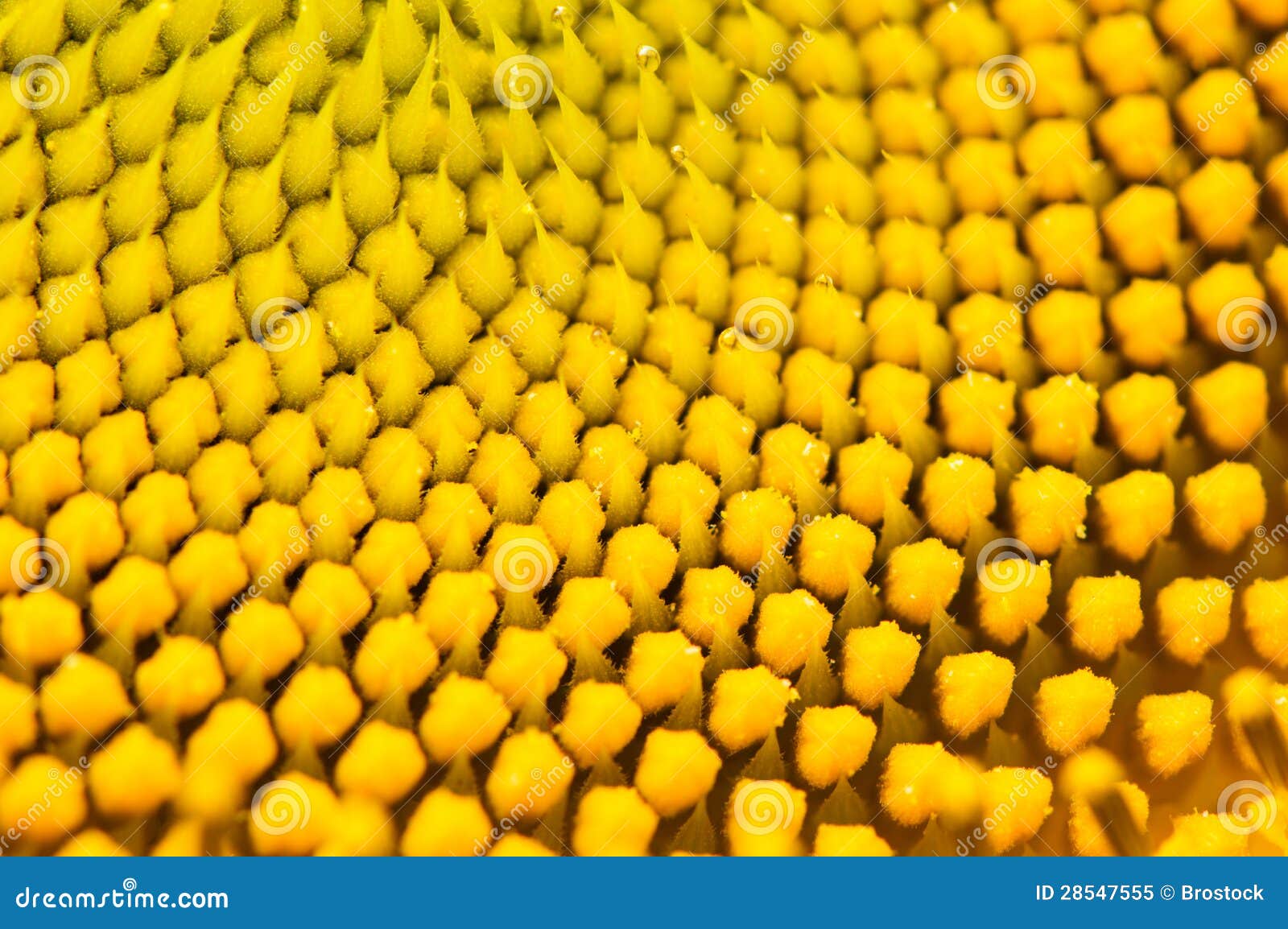 Sunflower pollen stock image. Image of scene, circle - 28547555