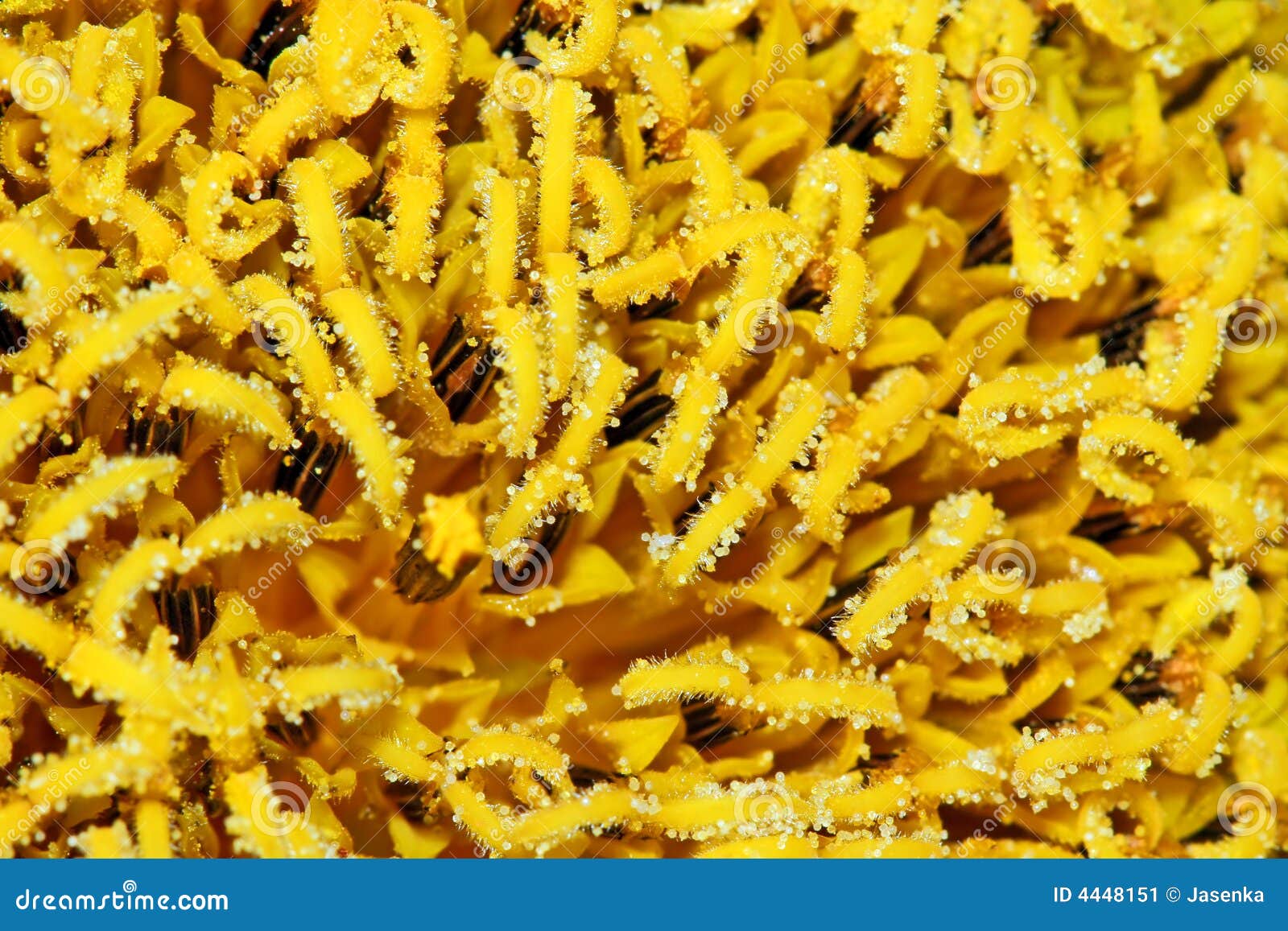 Sunflower Pollen Picture. Image: 4448151