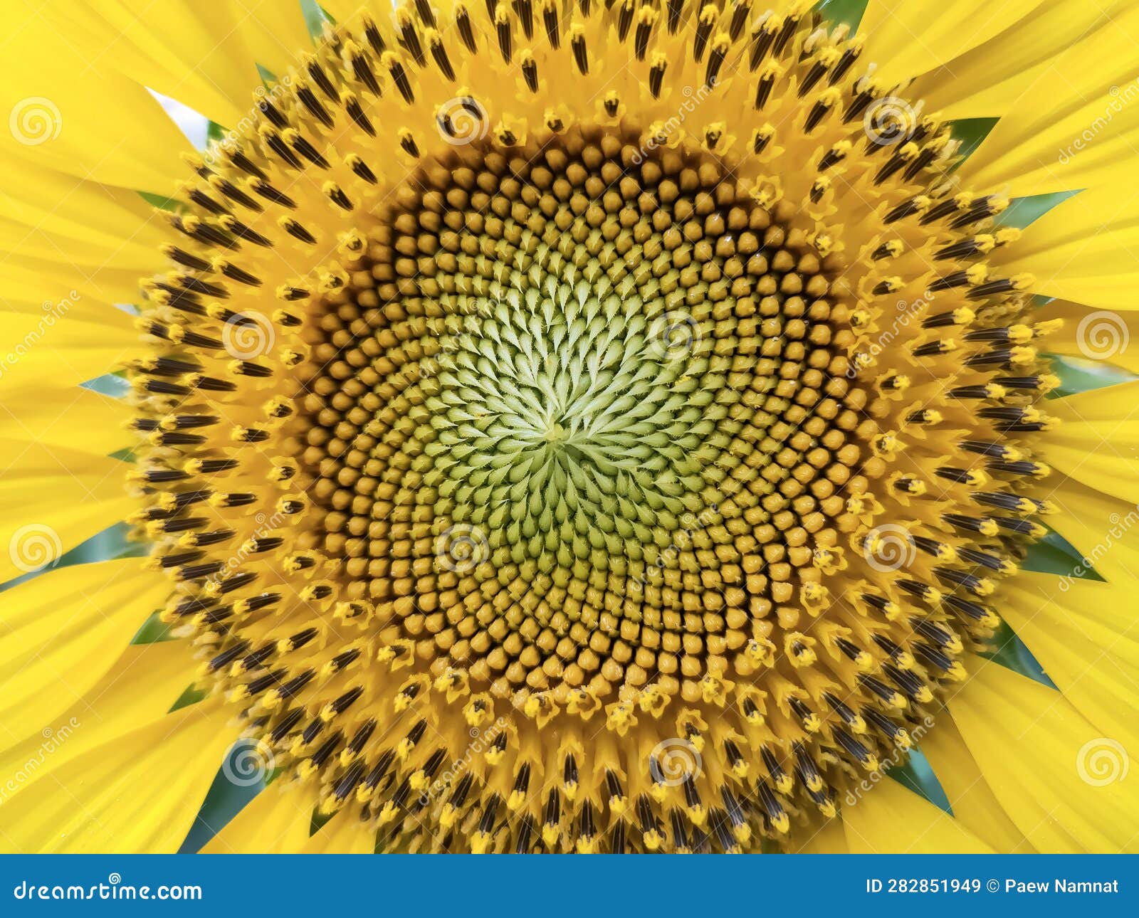 Sunflower pollen stock image. Image of circle, agriculture - 282851949