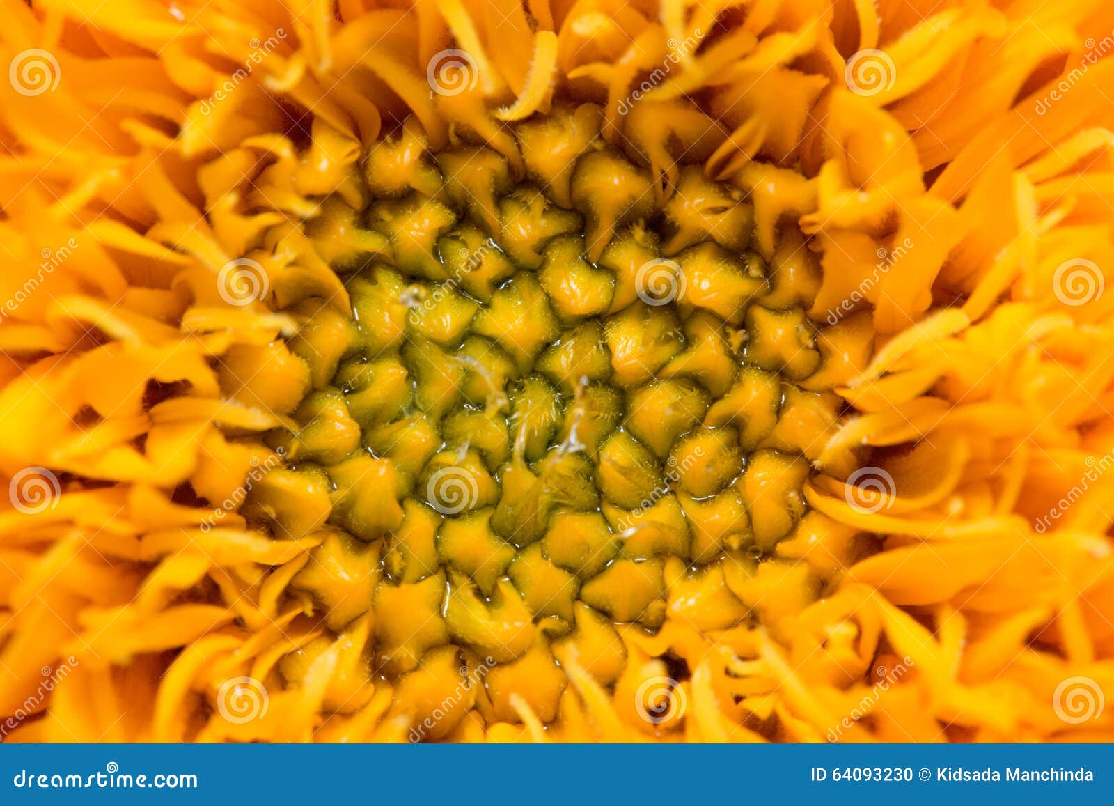 Sunflower pollen stock photo. Image of farm, beautiful - 64093230