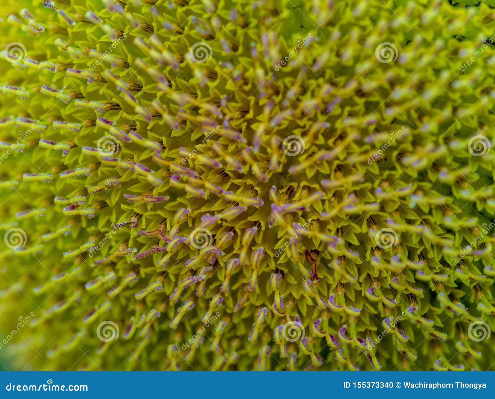 Sunflower Pollen, Nature Pattern Stock Photo - Image of circle ...