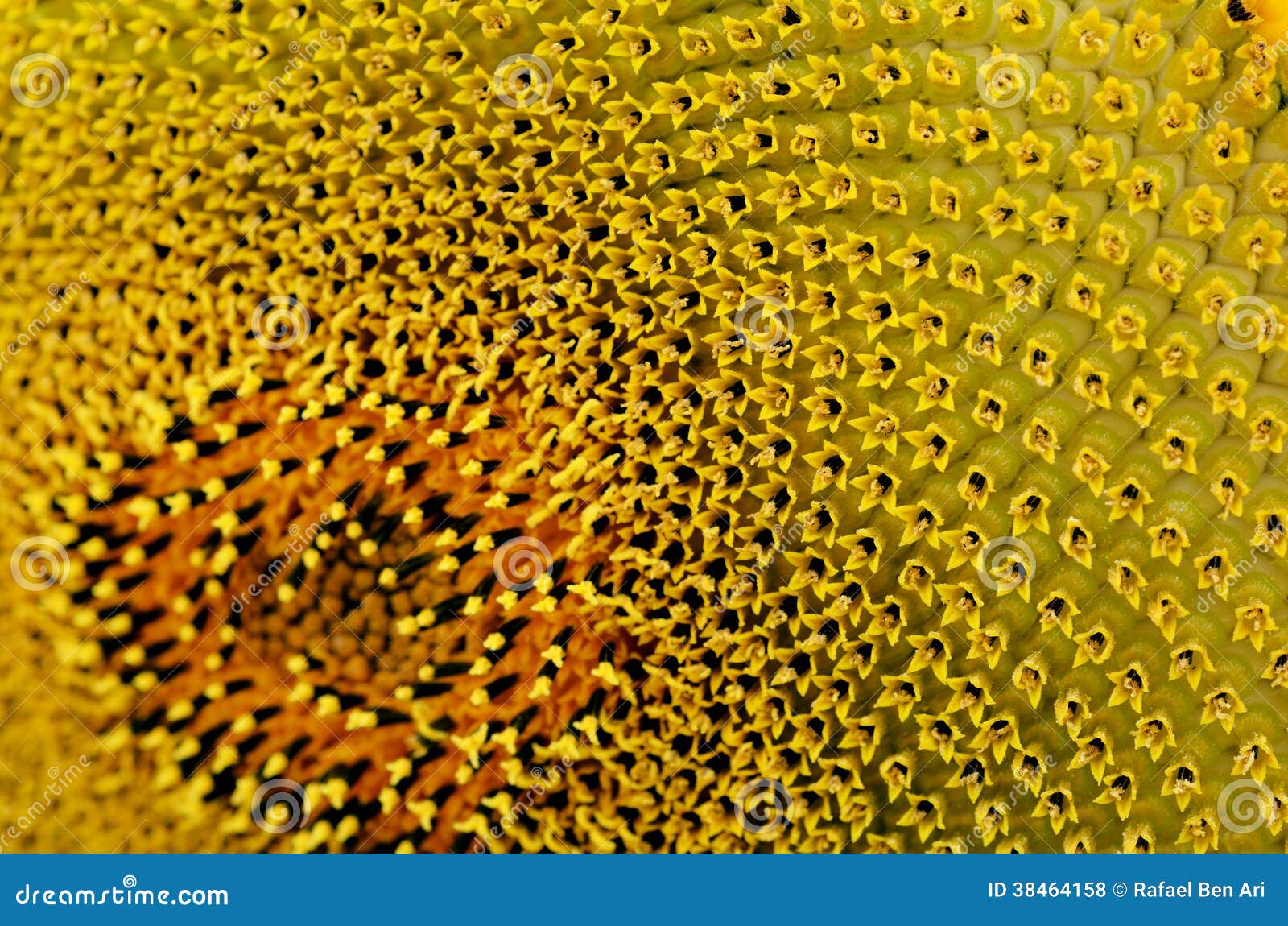 Sunflower pollen pattern stock photo. Image of circle - 38464158