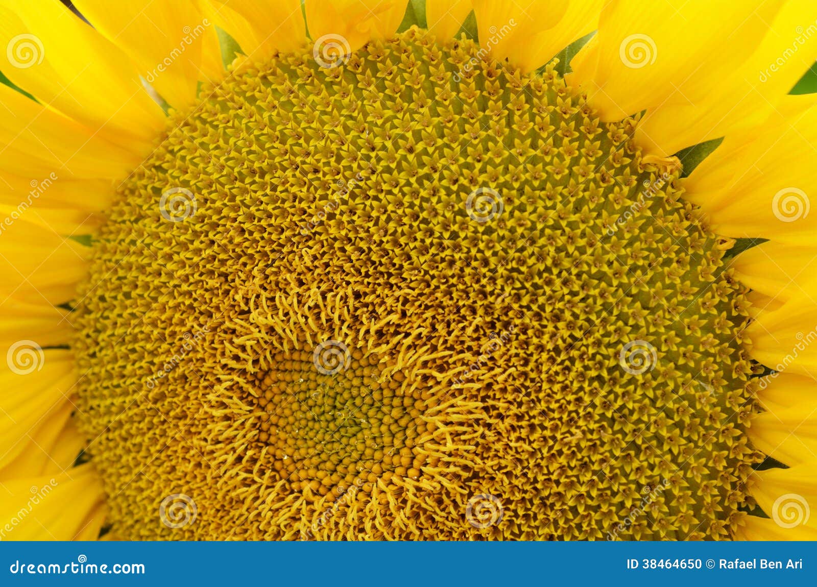 Sunflower pollen pattern stock photo. Image of pattern - 38464650