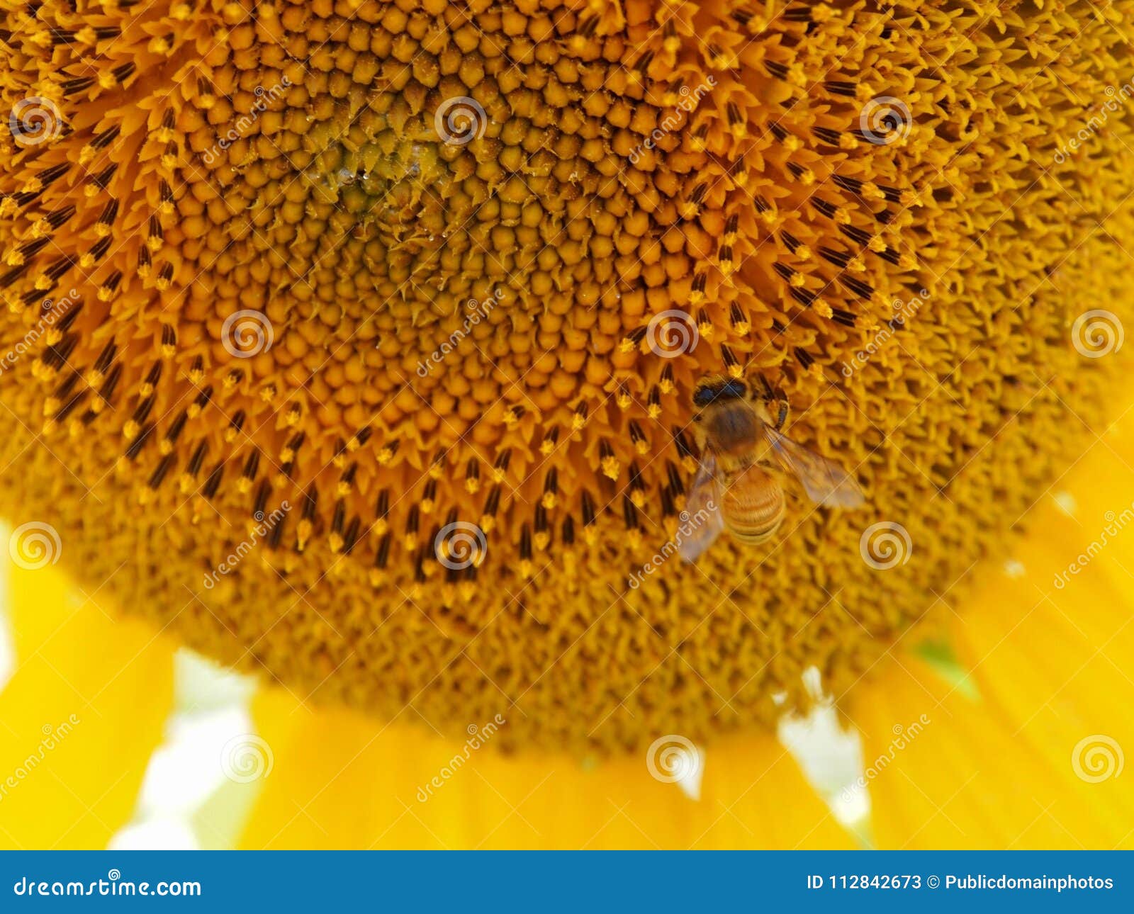 Sunflower, Pollen, Sunflower Seed, Flower Picture. Image: 112842673