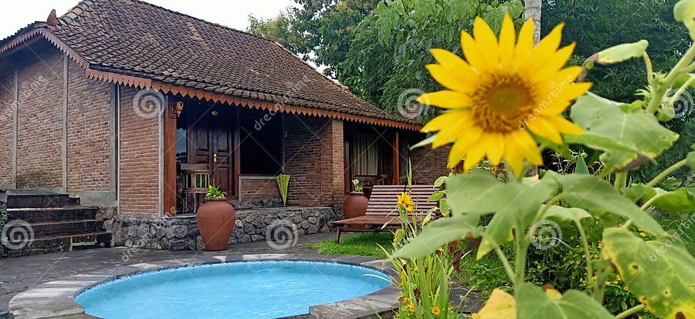 Sunflower and the pool stock image. Image of house, natural - 175045259