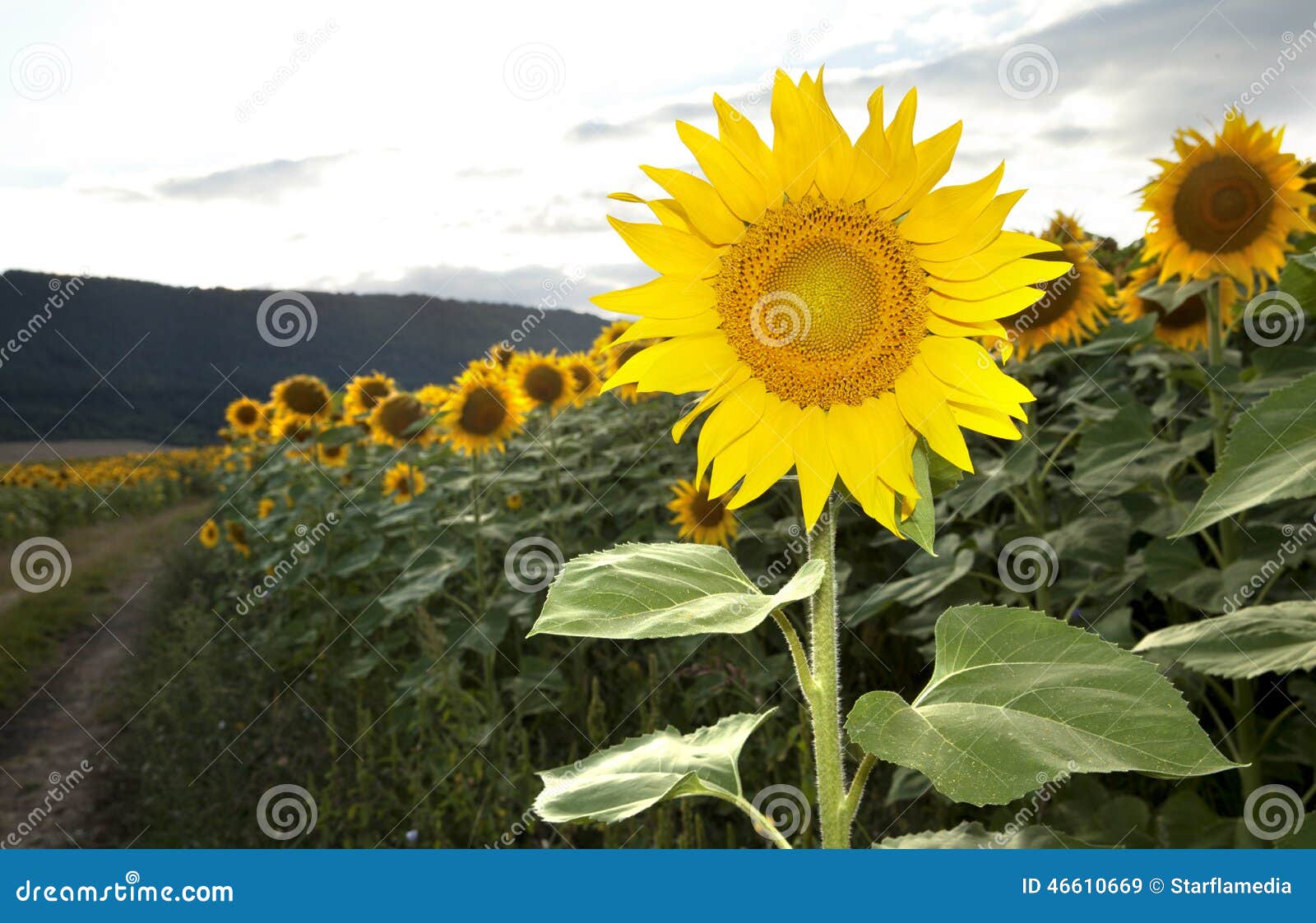 Sunflower Pose stock image. Image of landscaped, summer - 46610669