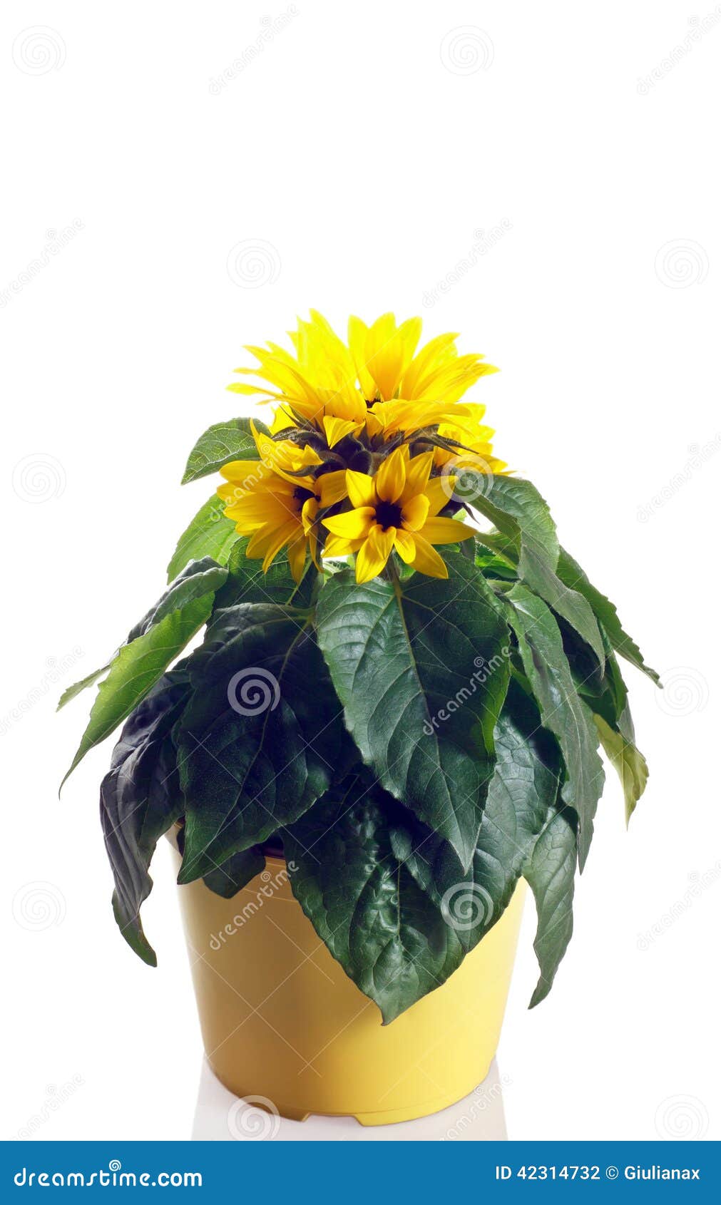 Sunflower in pot stock photo. Image of foliage, asteracea - 42314732