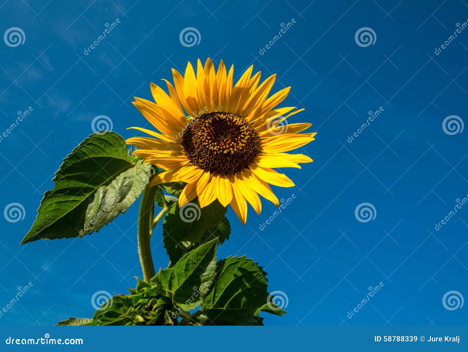 Sunflower power stock image. Image of clouds, sunlight - 58788339