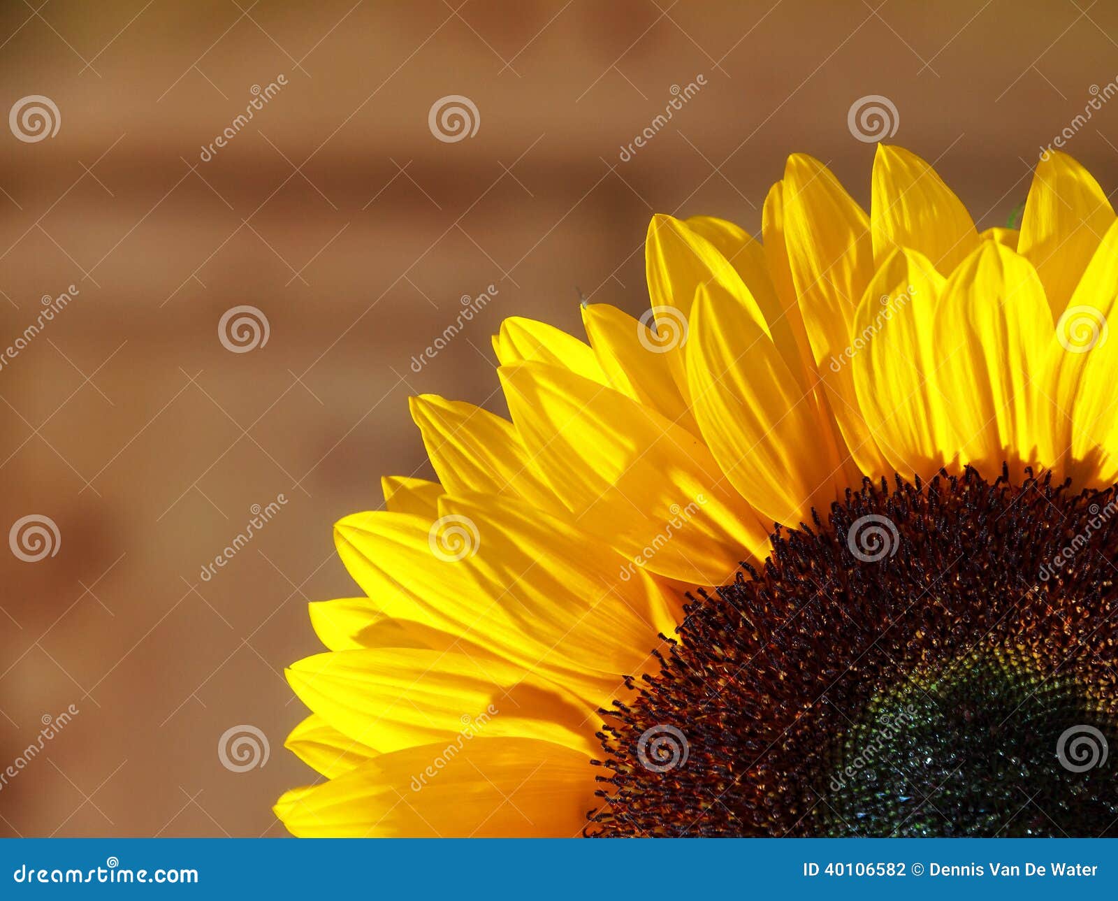 Sunflower quarter stock photo. Image of helianthus, spring - 40106582