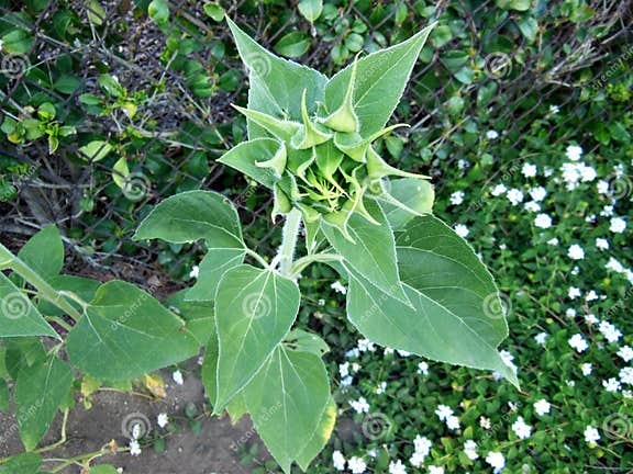 Sunflower Ready to Bloom stock image. Image of blooming - 250409701