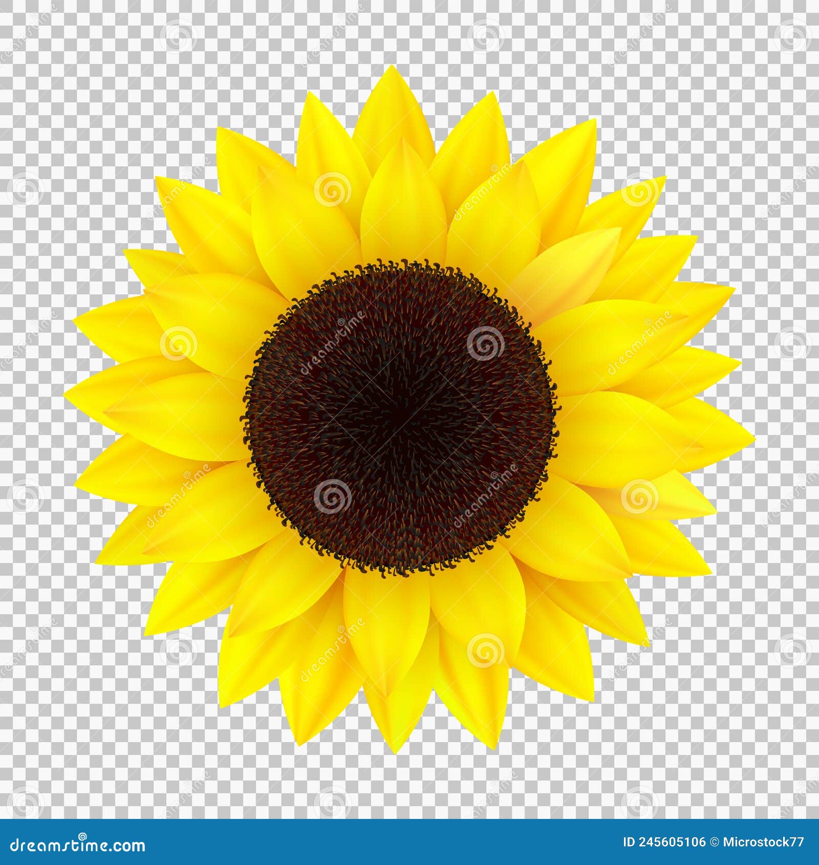 Sunflower, Realistic Effect, Vector Illustration Stock Vector ...