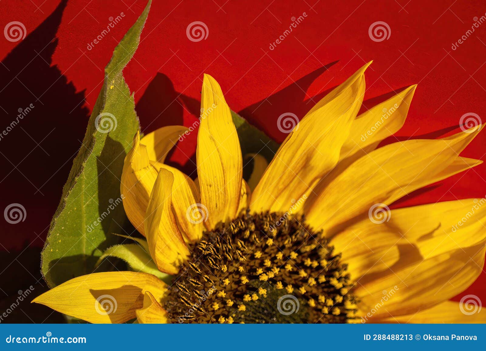 Sunflower on a Red Background. Summer Background, Shadows from a ...