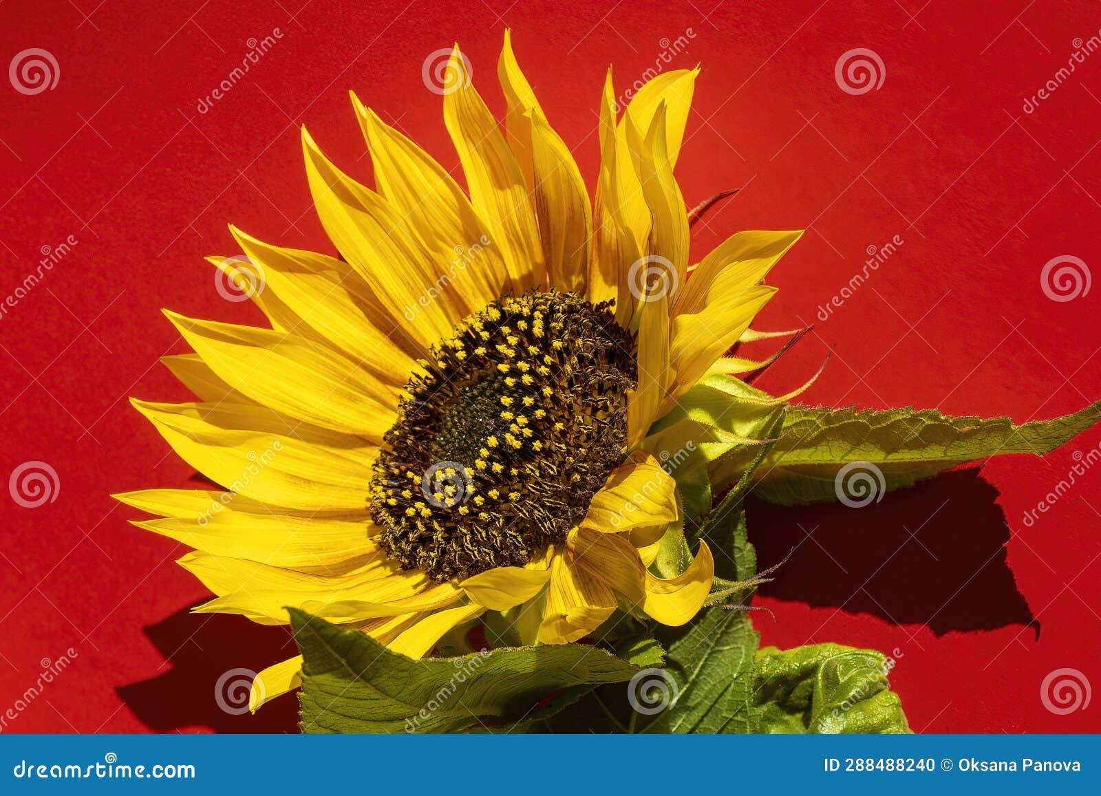 Sunflower on a Red Background. Summer Background, Shadows from a ...