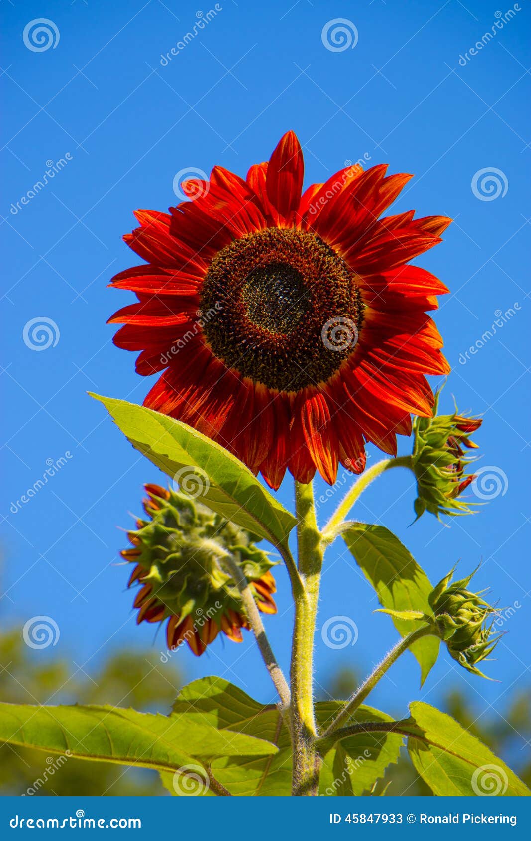 Sunflower Red Summer stock image. Image of sunflower - 45847933