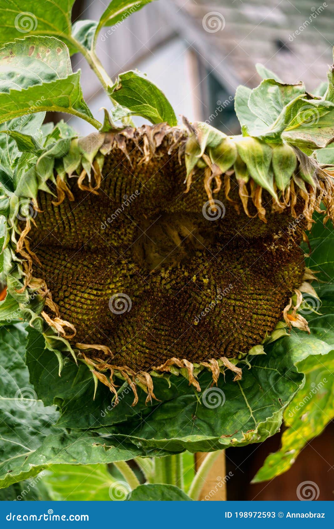 Sunflower with Ripe Seeds in the Garden Stock Image - Image of vitamins ...