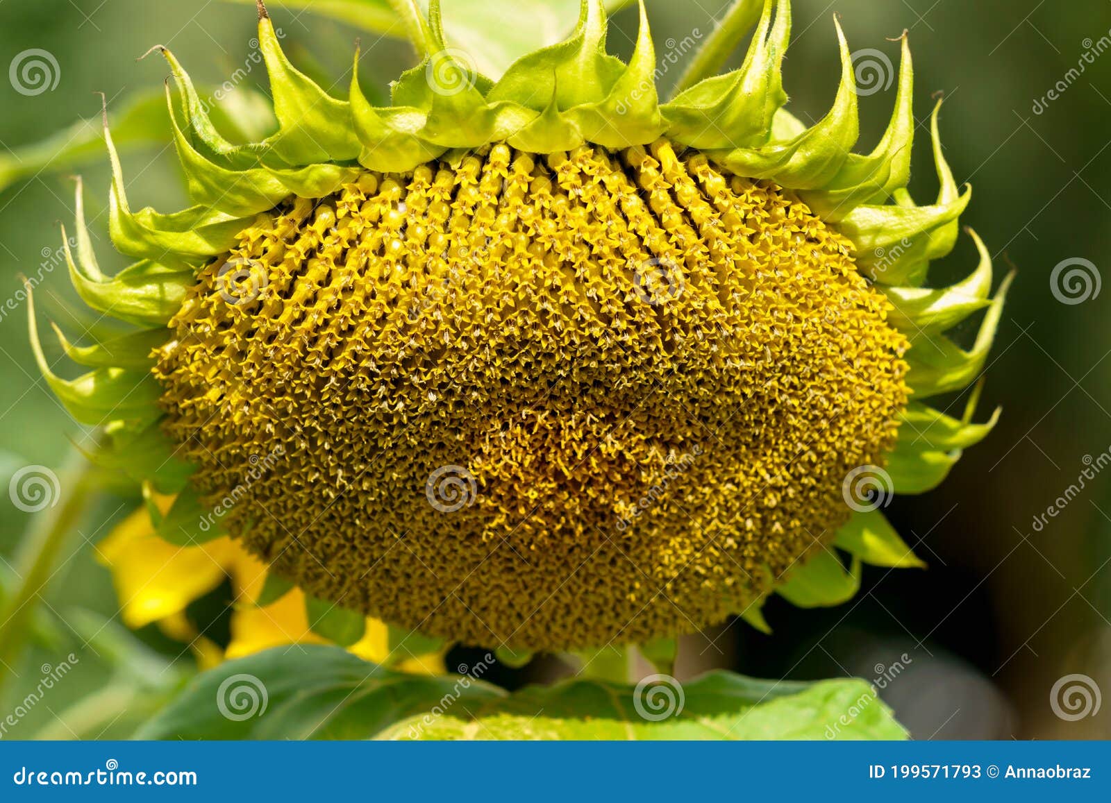 Sunflower with Ripe Seeds in the Garden Stock Image - Image of green ...