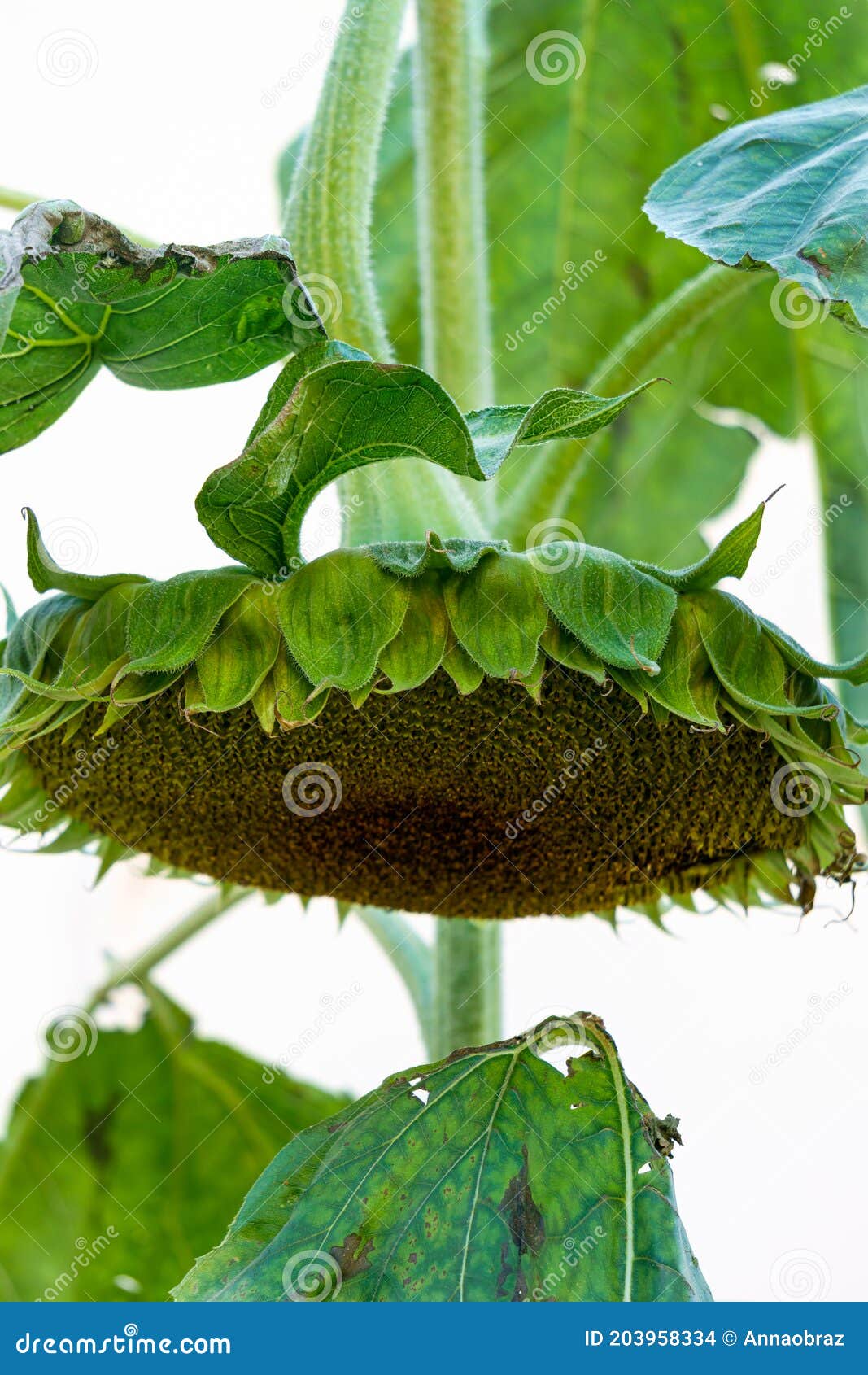 Sunflower with Ripe Seeds in the Garden. Stock Photo - Image of plant ...