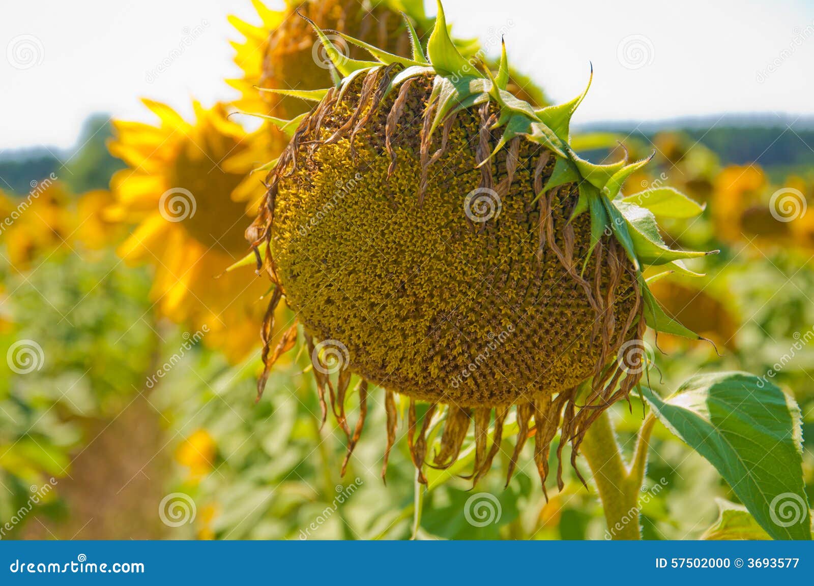 Sunflower. stock photo. Image of ripe, park, sunny, unripe - 57502000