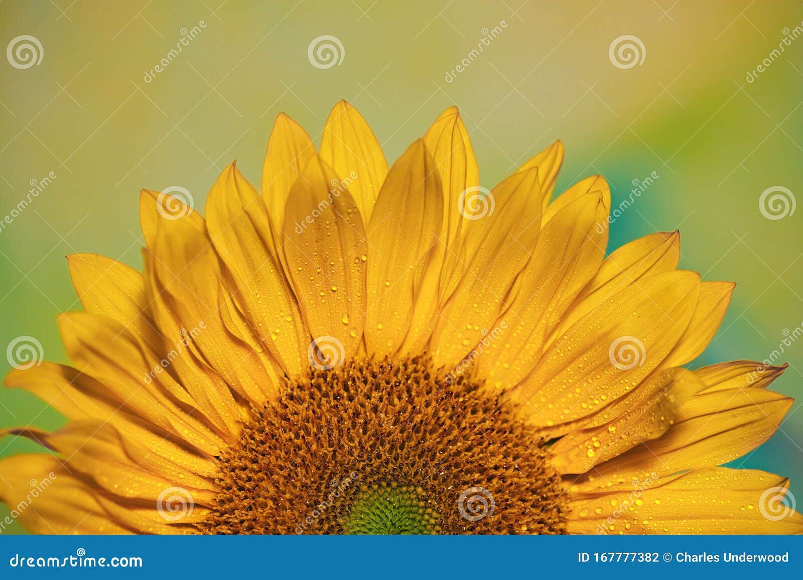 Sunflower Rising stock photo. Image of green, natural - 167777382