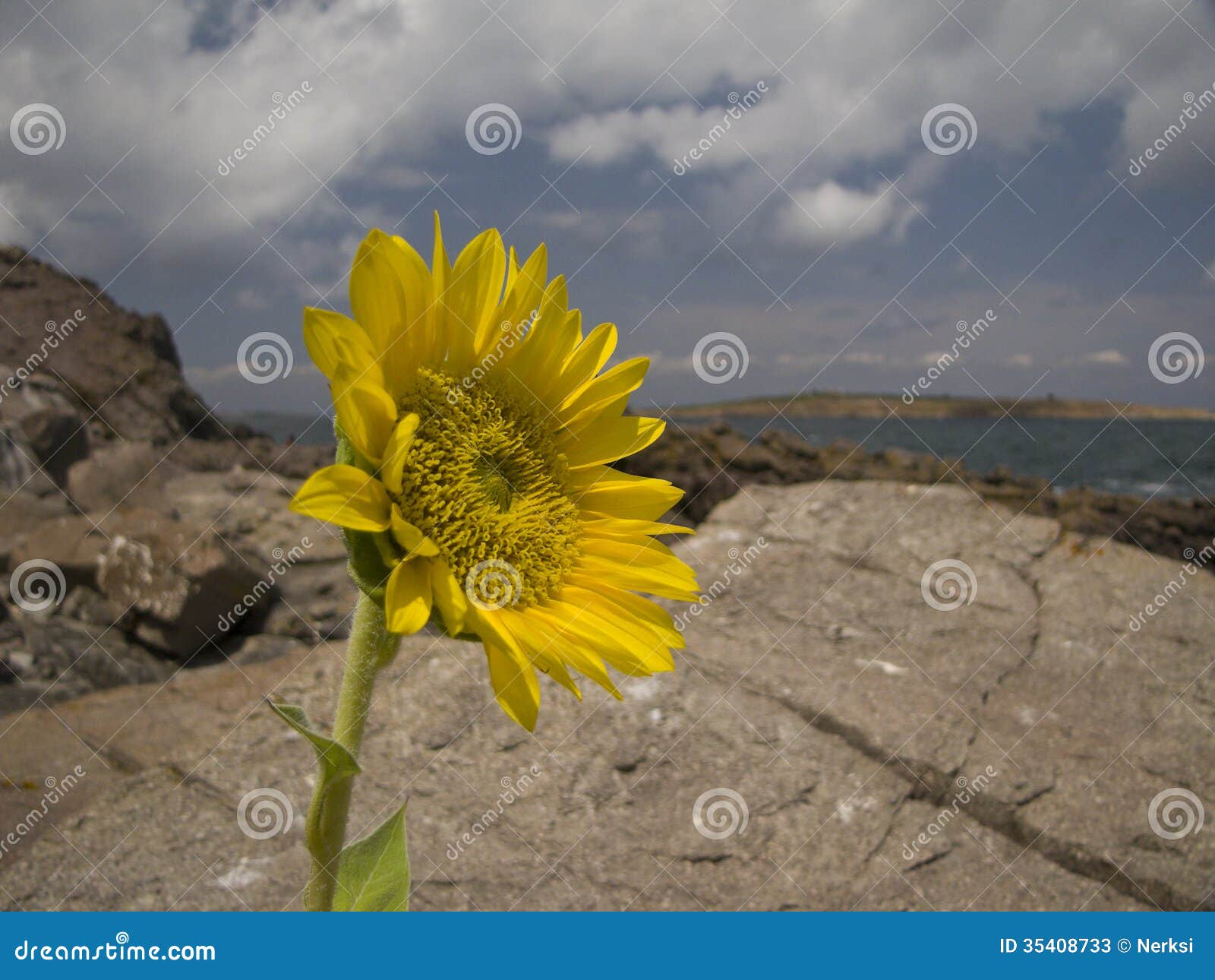 Sunflower rocks stock image. Image of beach, blue, colorful - 35408733