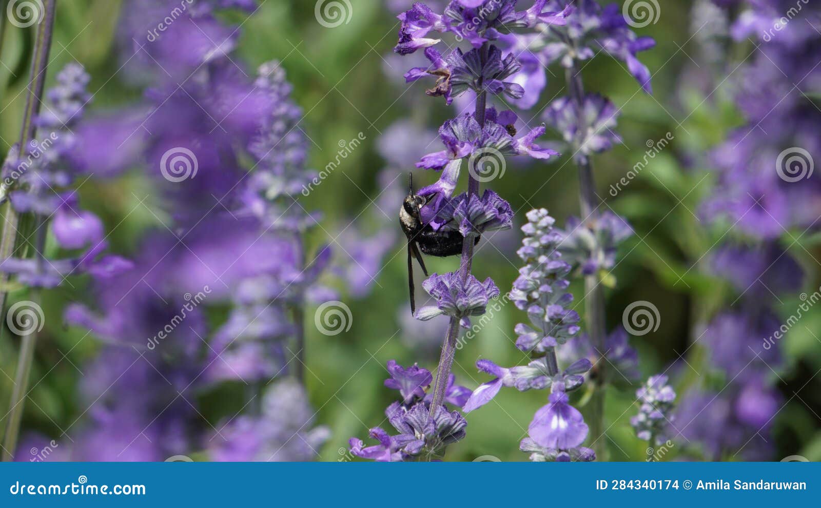 The Bee S Interaction with the Sunflower Showcases the Mutual ...