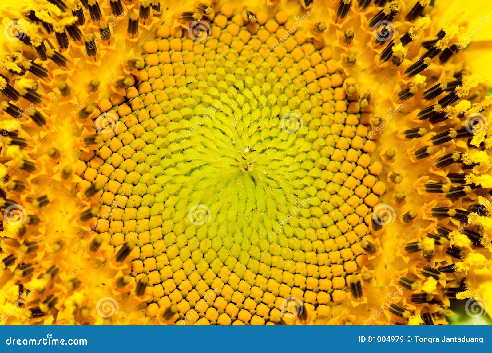 Sunflower`s Details and within Pollen Patterns and Colors are V Stock ...
