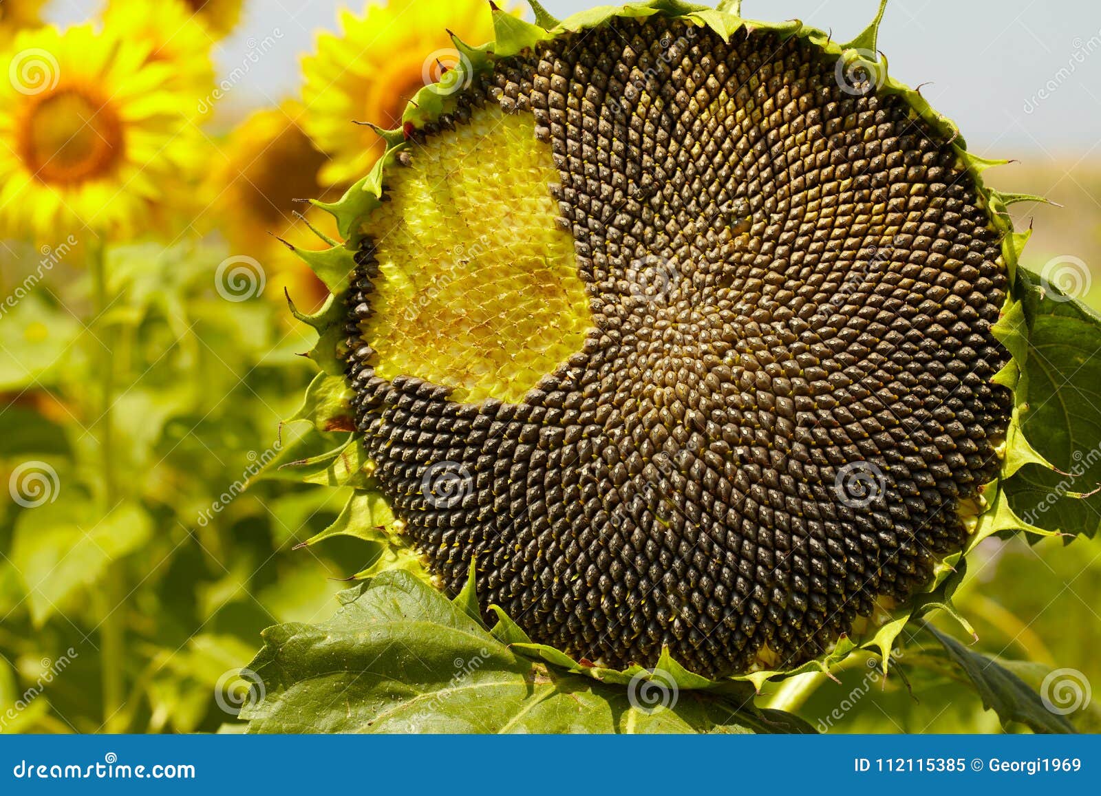 Sunflower`s seed stock image. Image of horizontal, closeup - 112115385