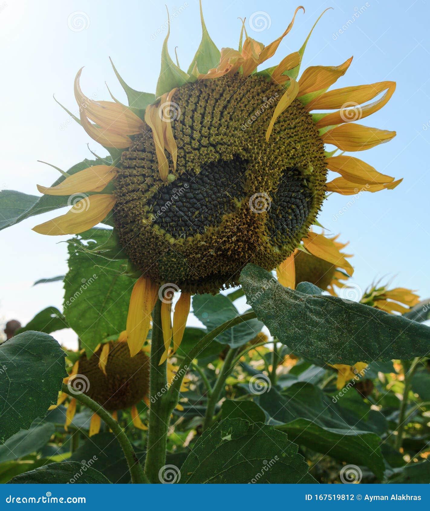 Sunflower with Sad Face on the Feild Stock Photo - Image of closeup ...