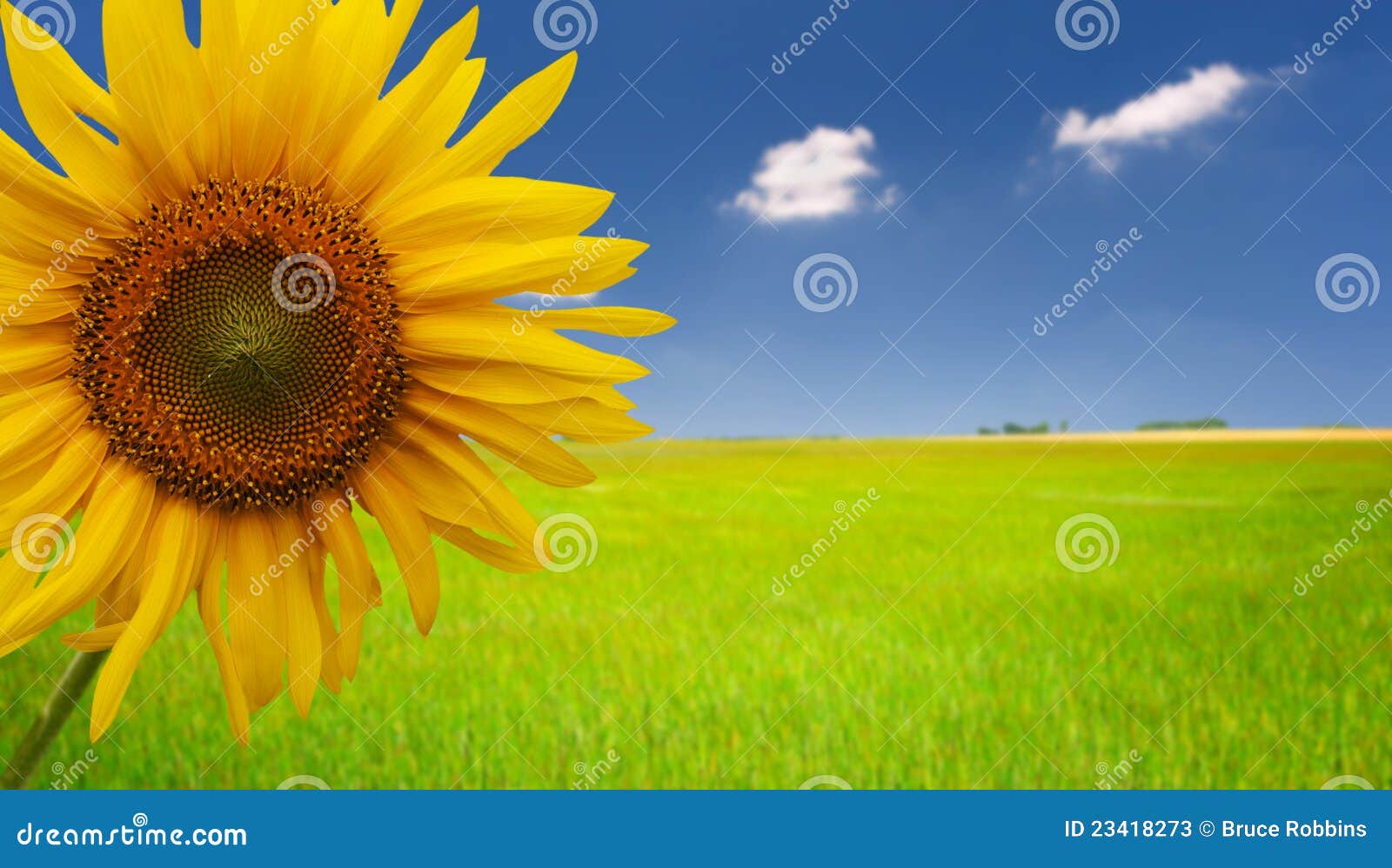 Sunflower says Hello! stock image. Image of green, blue - 23418273
